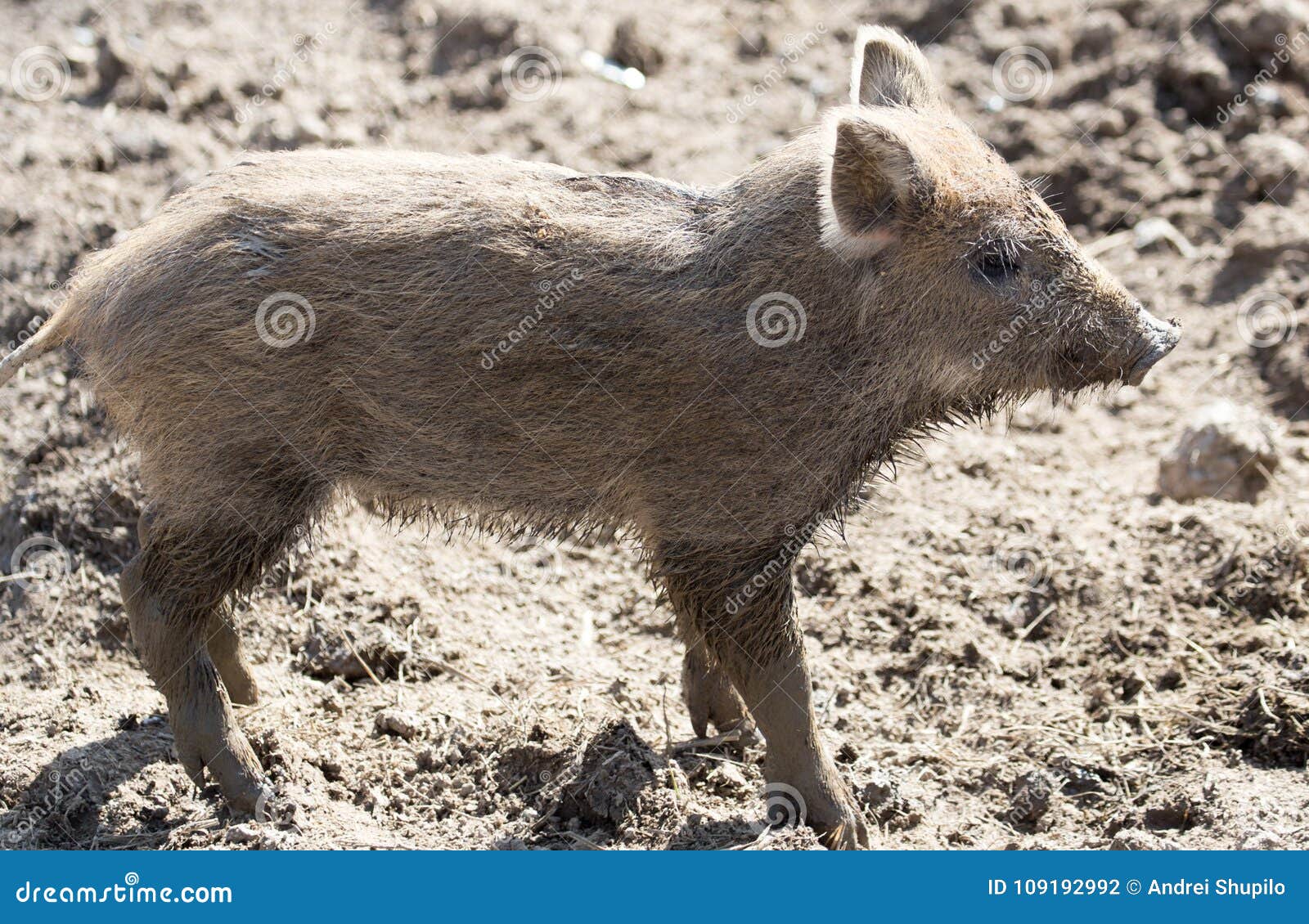 Wild Boar in the Mud in the Zoo Stock Photo - Image of comfortable ...