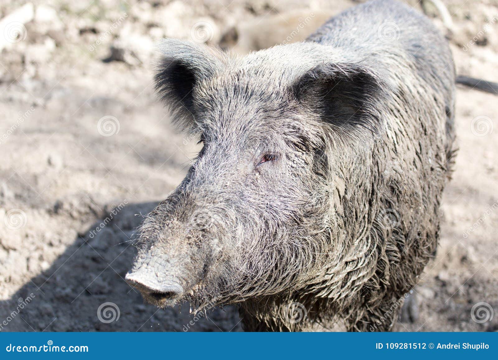 Wild Boar in the Mud in the Zoo Stock Photo - Image of danger, nature ...