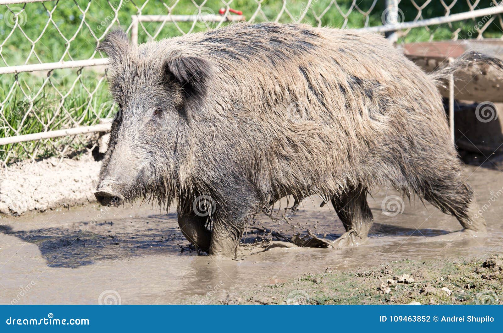 Wild Boar in the Mud in the Zoo Stock Photo - Image of male, meat ...