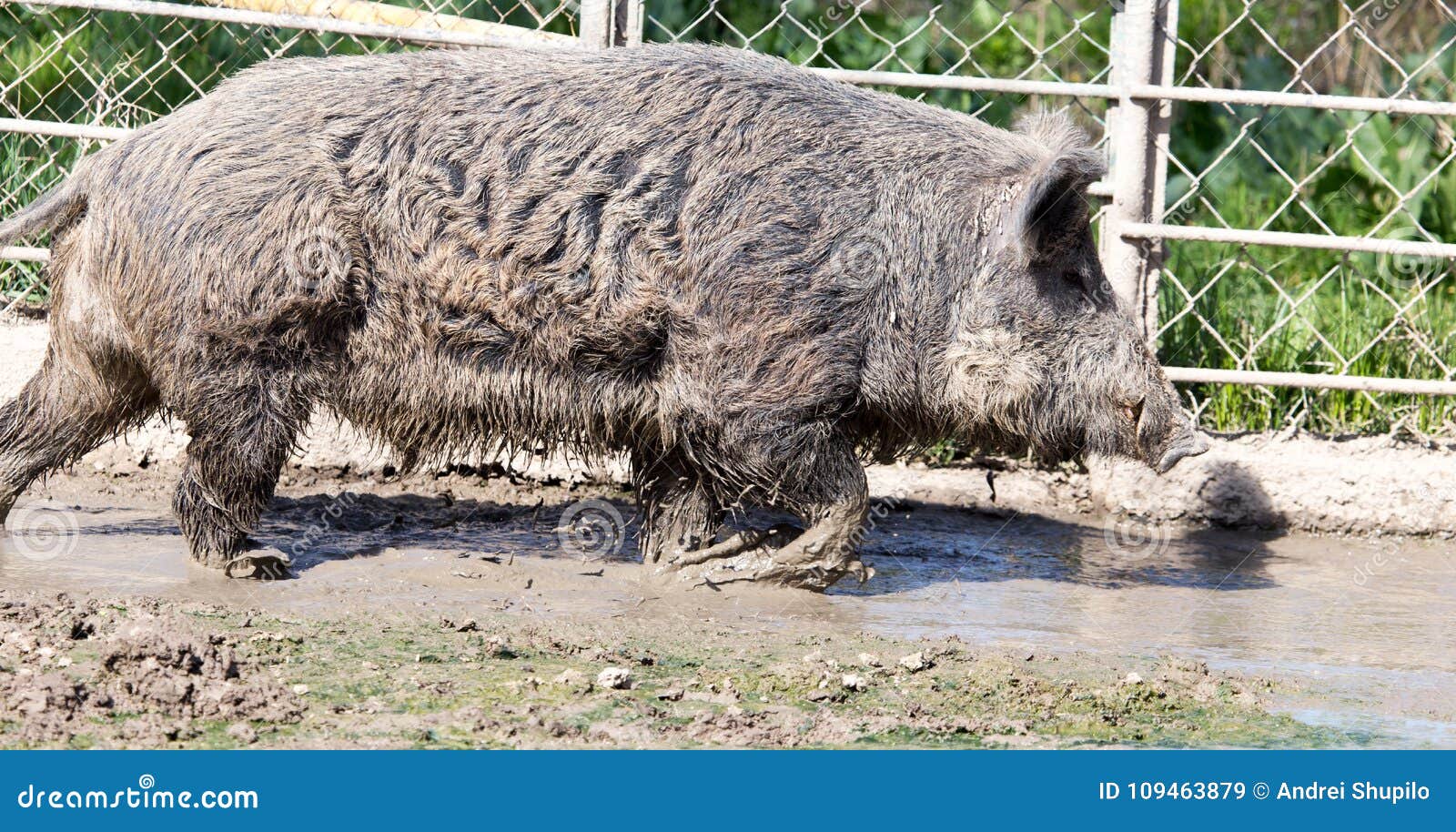 Wild Boar in the Mud in the Zoo Stock Image - Image of exotic, mammal ...