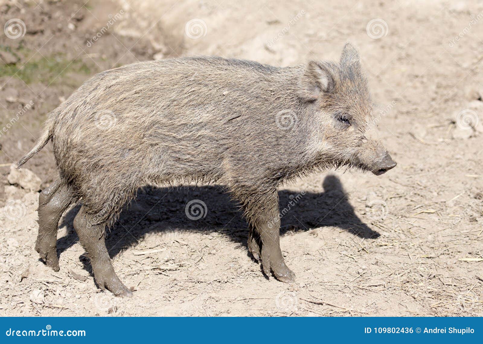 Wild Boar in the Mud in the Zoo Stock Photo - Image of mammal, natural ...