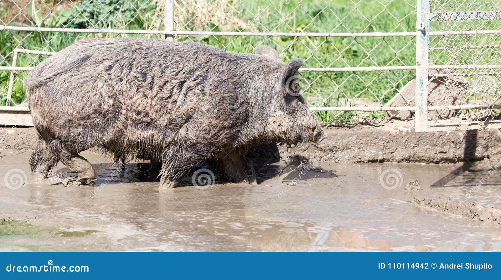 Wild Boar in the Mud in the Zoo Stock Photo - Image of aggressive, male ...