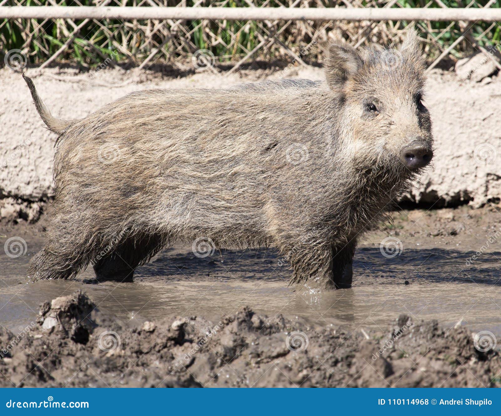 Wild Boar in the Mud in the Zoo Stock Photo - Image of resting, pork ...