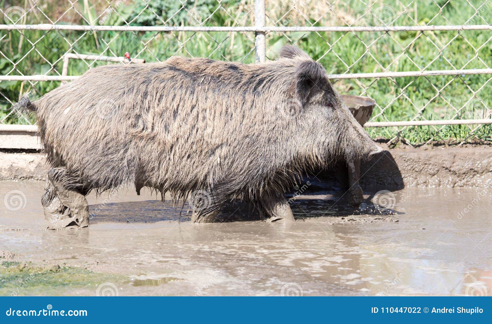 Wild Boar in the Mud in the Zoo Stock Photo - Image of exotic ...