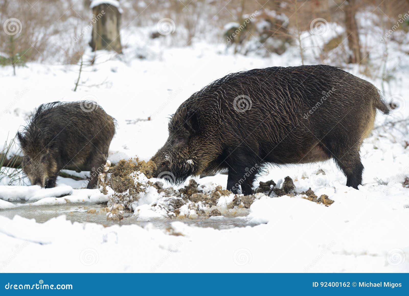 Wild boar on muddy pool stock photo. Image of europe - 92400162