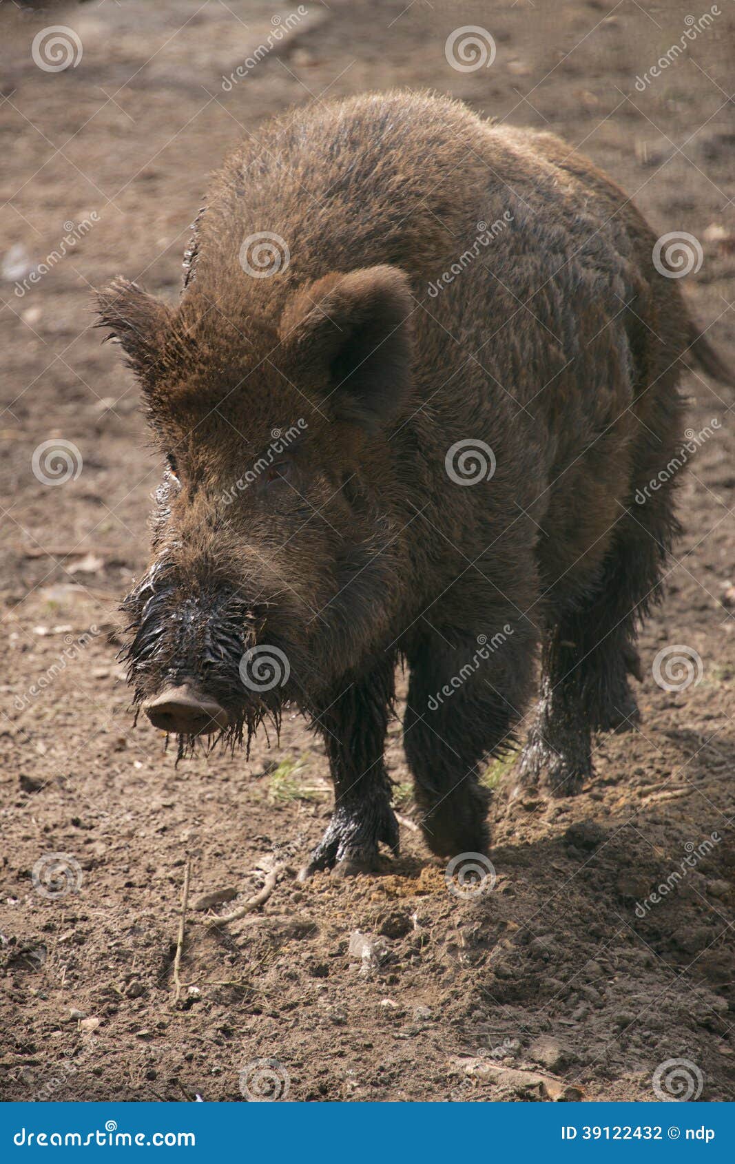 Wild Boar with Muddy Snout Trotting Along Stock Photo - Image of boar ...
