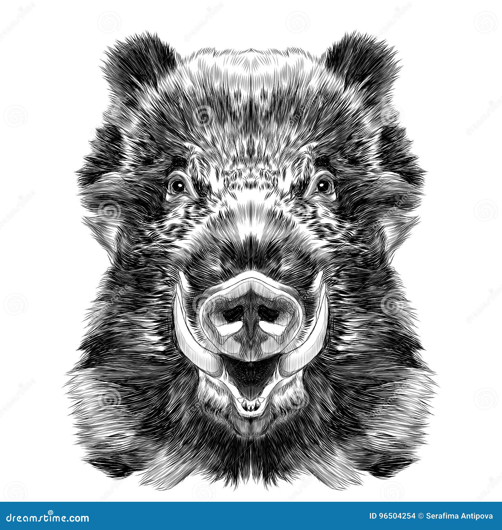 Wild Hog Head Drawings