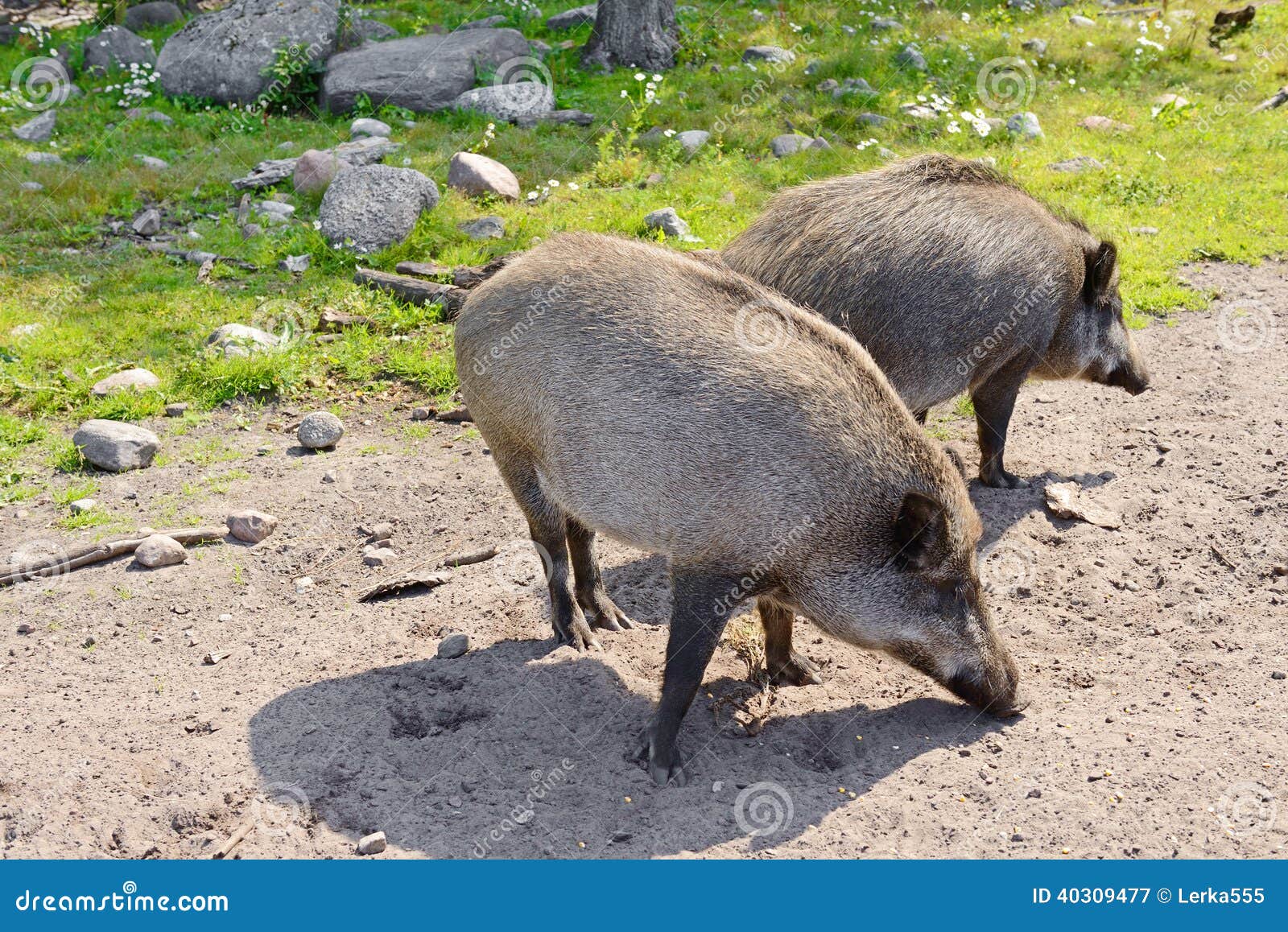 Wild boar stock image. Image of nature, forest, vegetation - 40309477