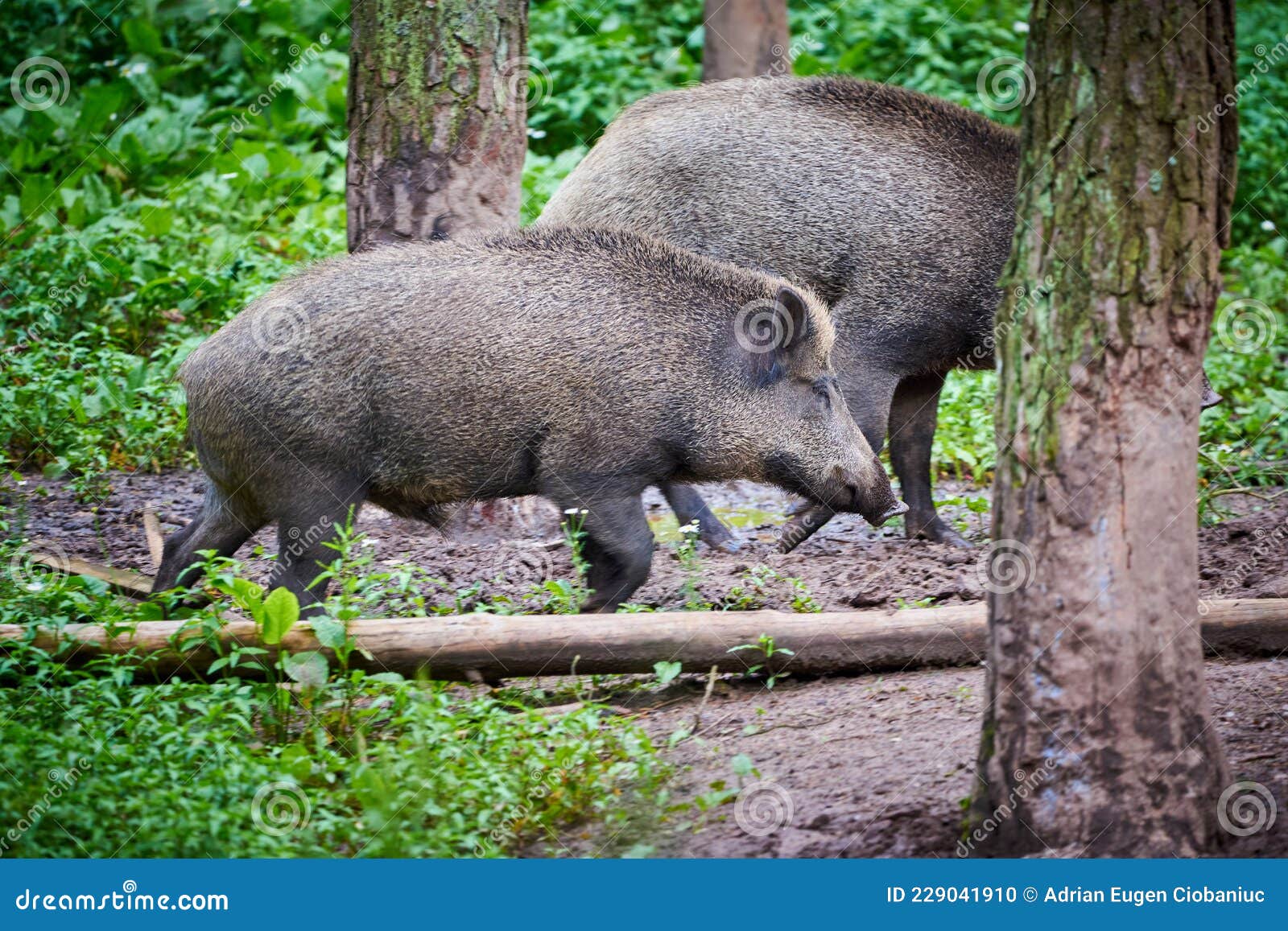 Wild Boar in Natural Habitat Stock Photo - Image of head, piglet: 229041910