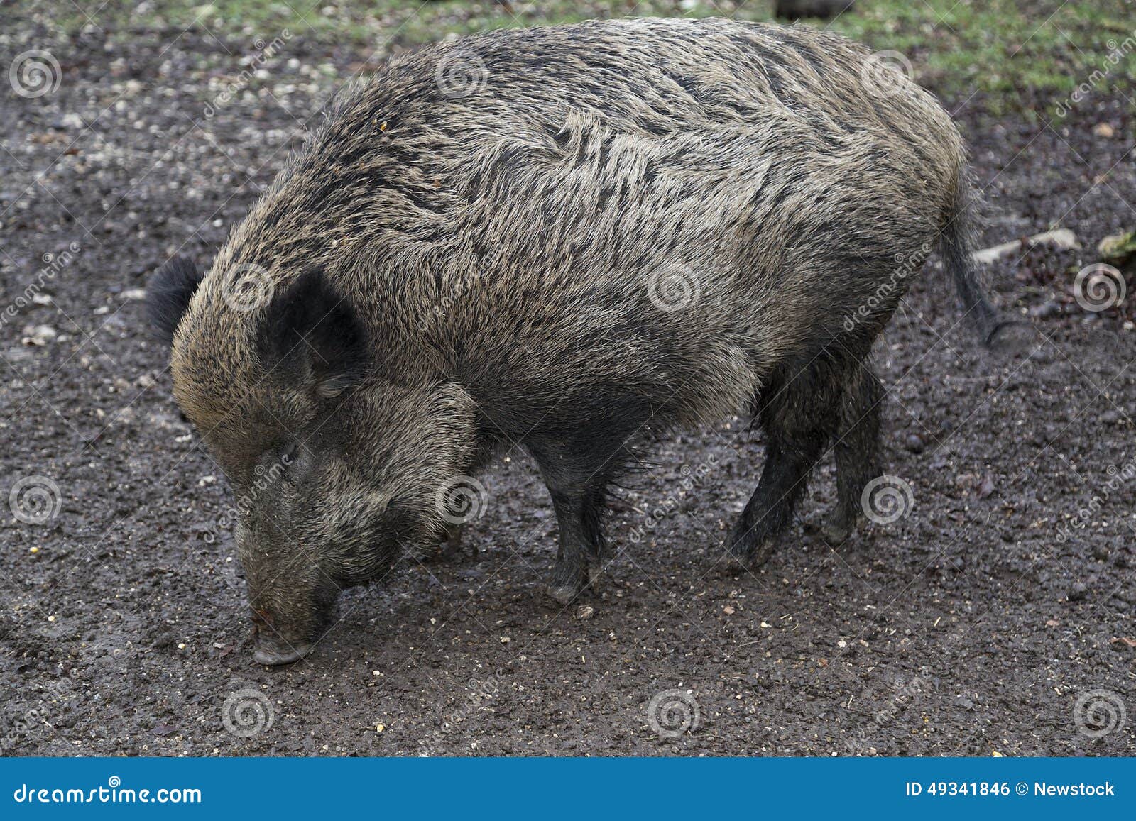 Wild Boar stock photo. Image of wildlife, animal, forest - 49341846
