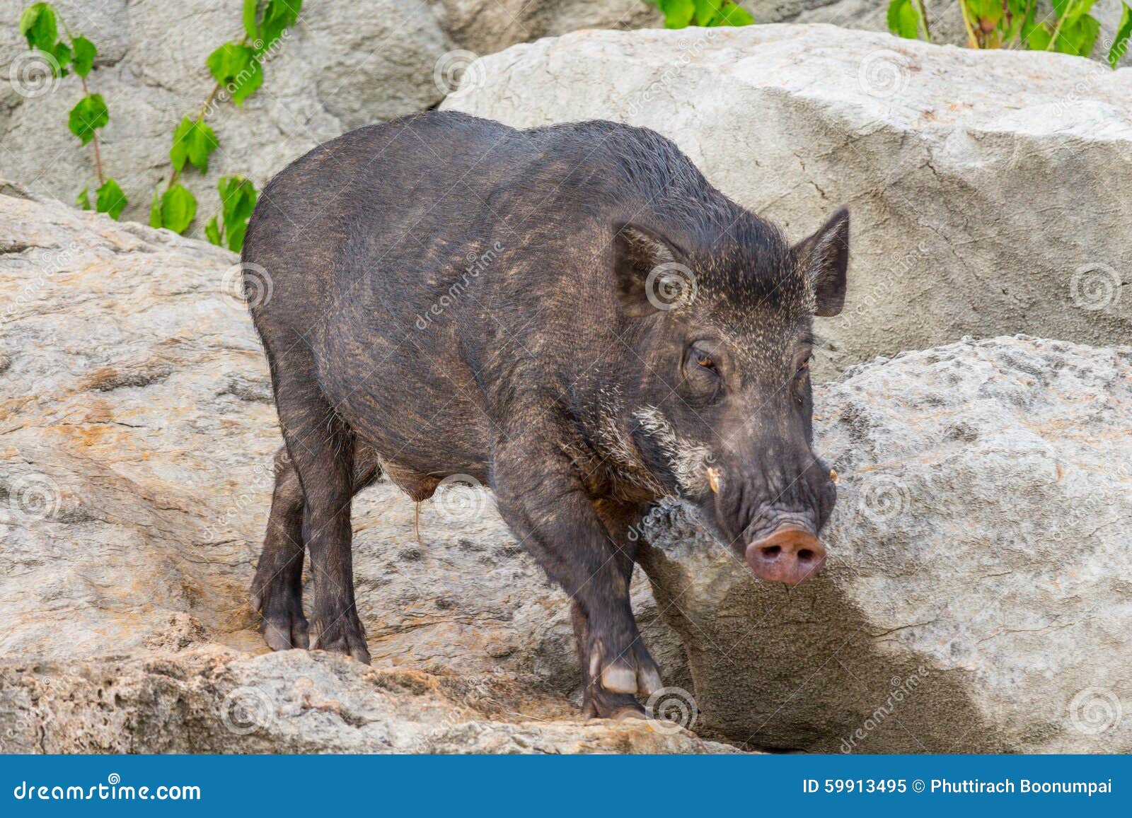 Wild boar stock image. Image of wildlife, natural, mammals - 59913495