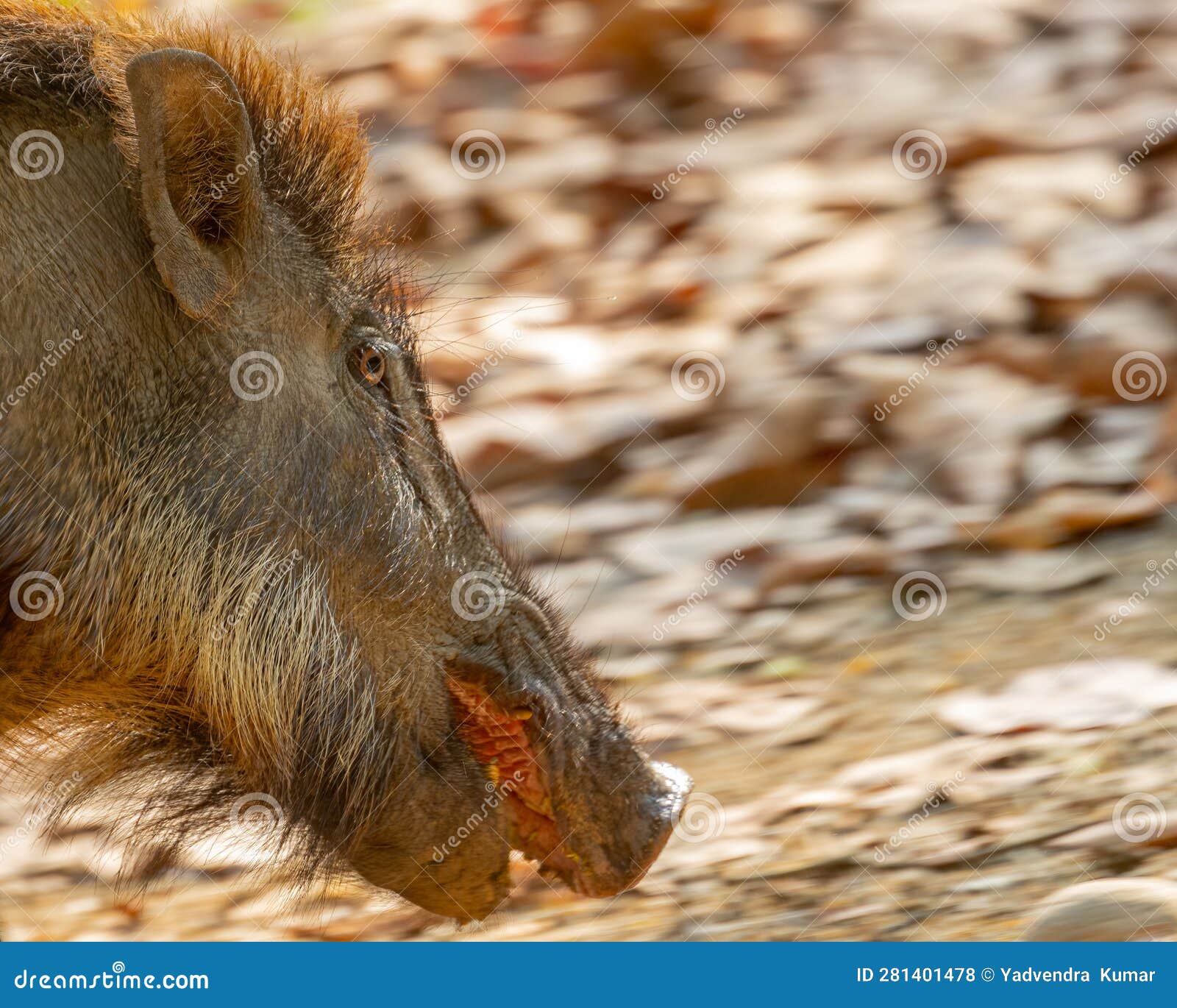 A Wild boar stock photo. Image of hunt, meat, formidable - 281401478