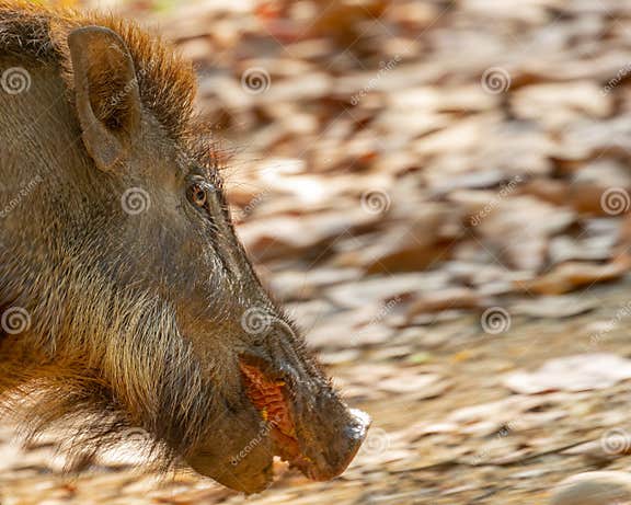 A Wild boar stock photo. Image of hunt, meat, formidable - 281401478