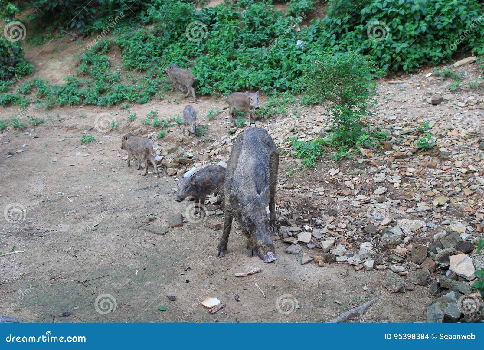 Wild boar out in the open stock photo. Image of wildlife - 95398384