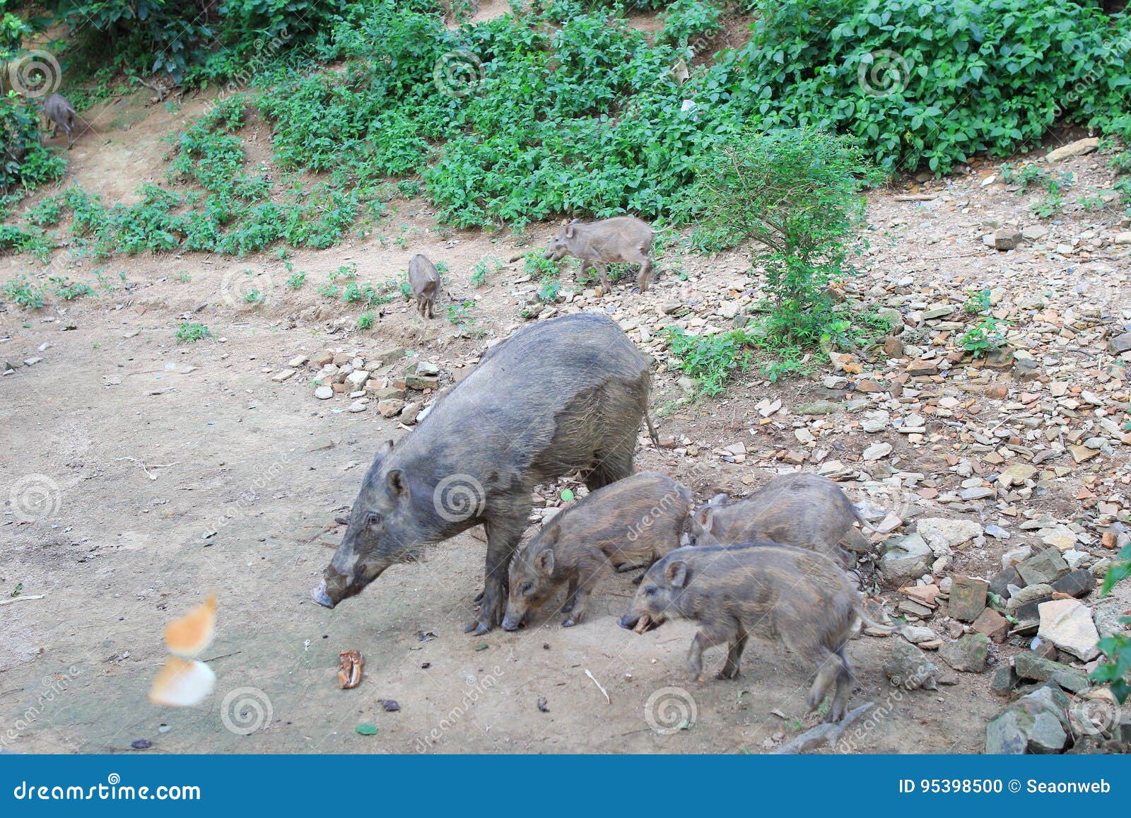 Wild boar out in the open stock photo. Image of rooting - 95398500