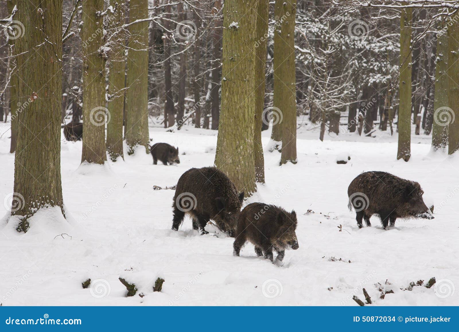 Wild boar pack stock photo. Image of horde, together - 50872034