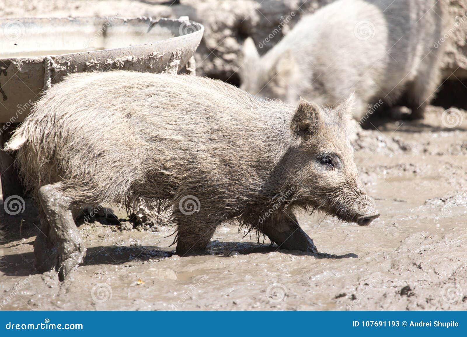 Wild Boar in a Park on the Nature Stock Image - Image of nature, mammal ...