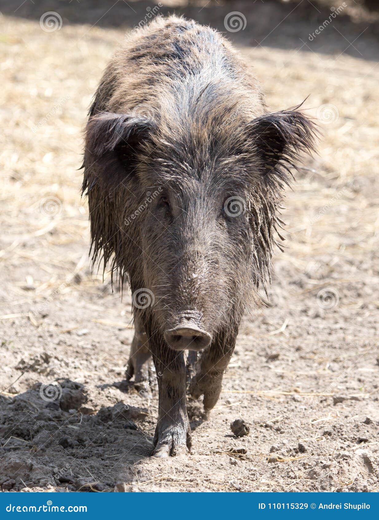 Wild Boar in a Park on the Nature Stock Image - Image of hunt, nature ...
