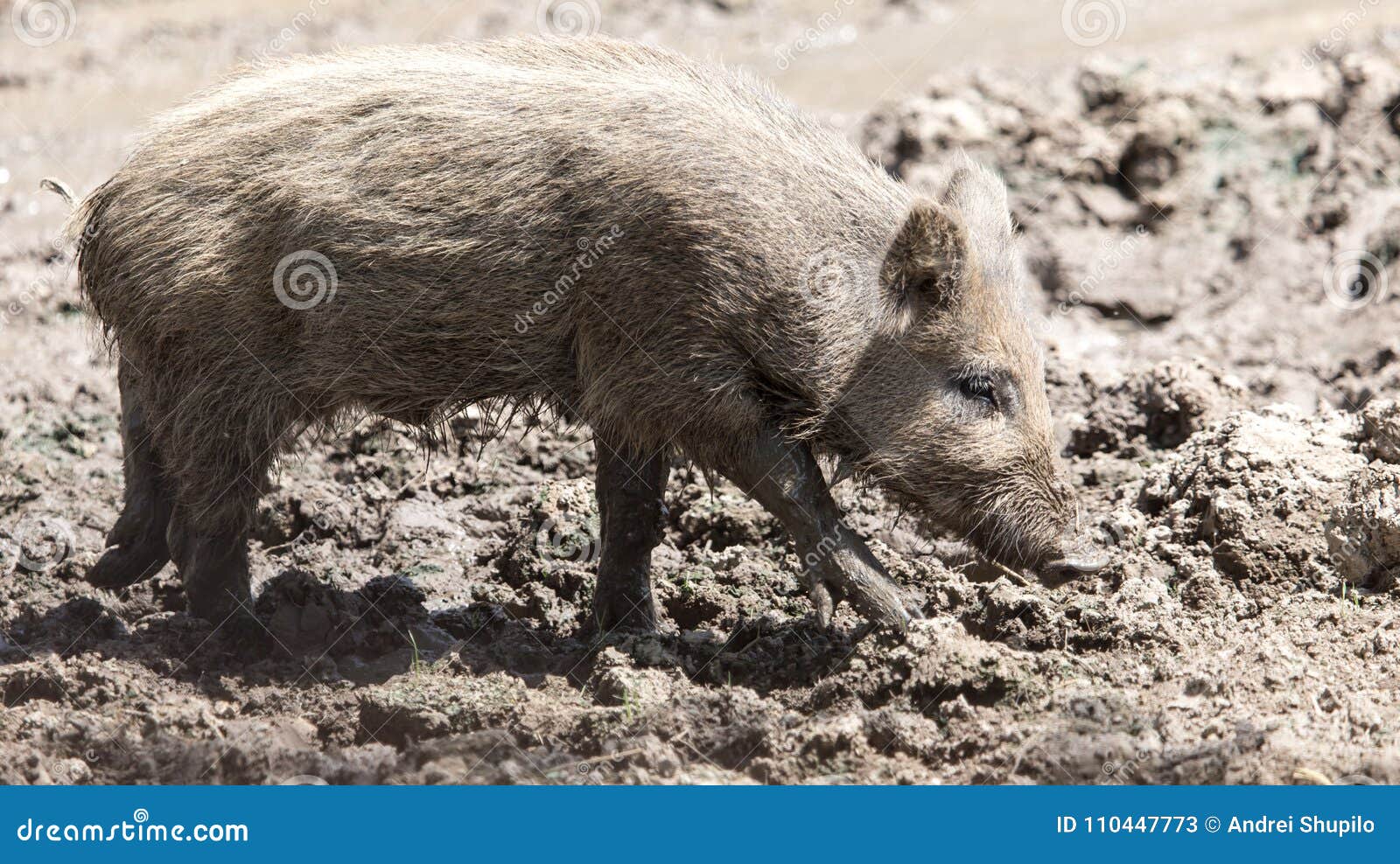 Wild Boar in a Park on the Nature Stock Image - Image of predator, wood ...