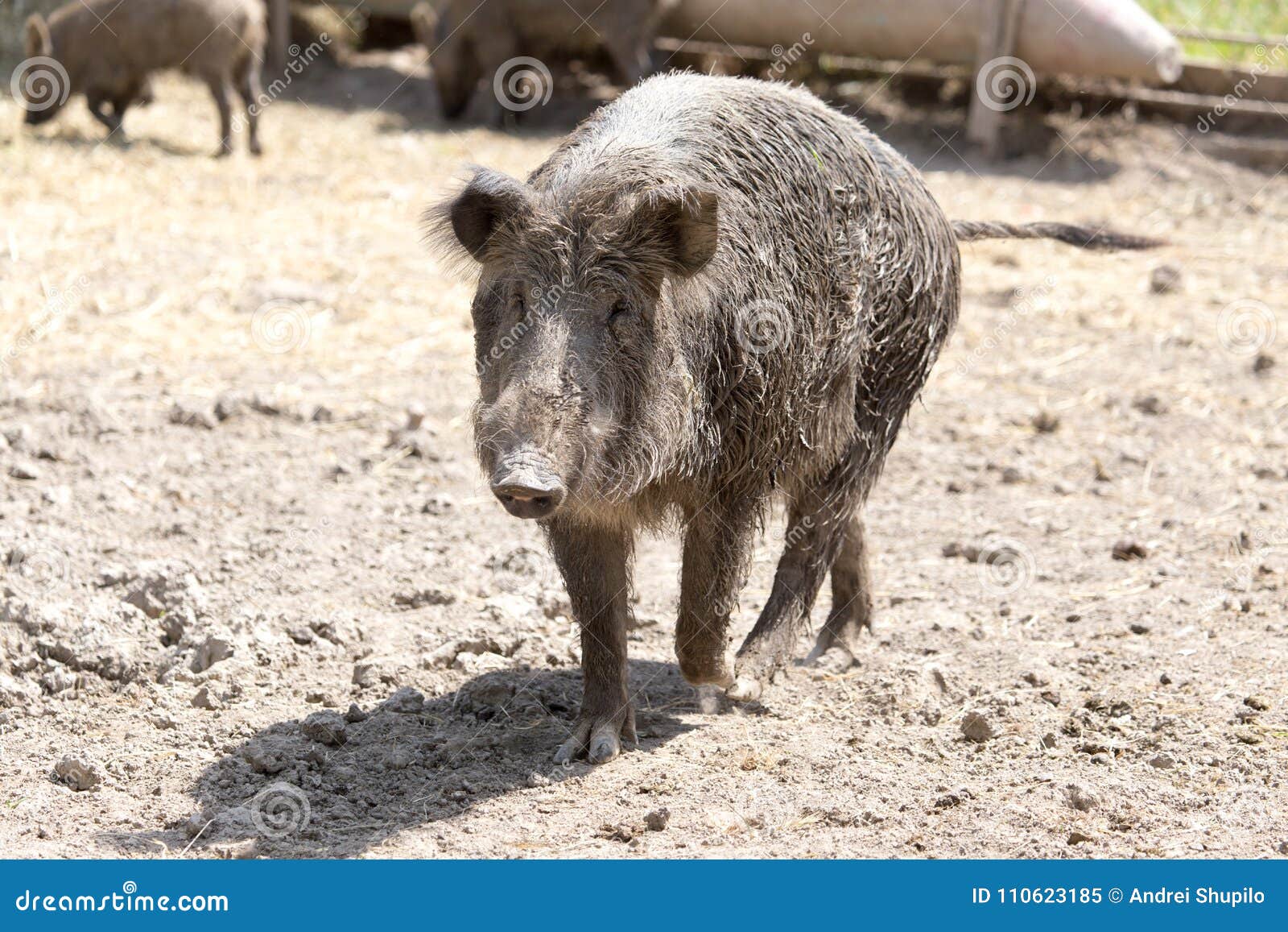 Wild Boar in a Park on the Nature Stock Image - Image of hunt ...