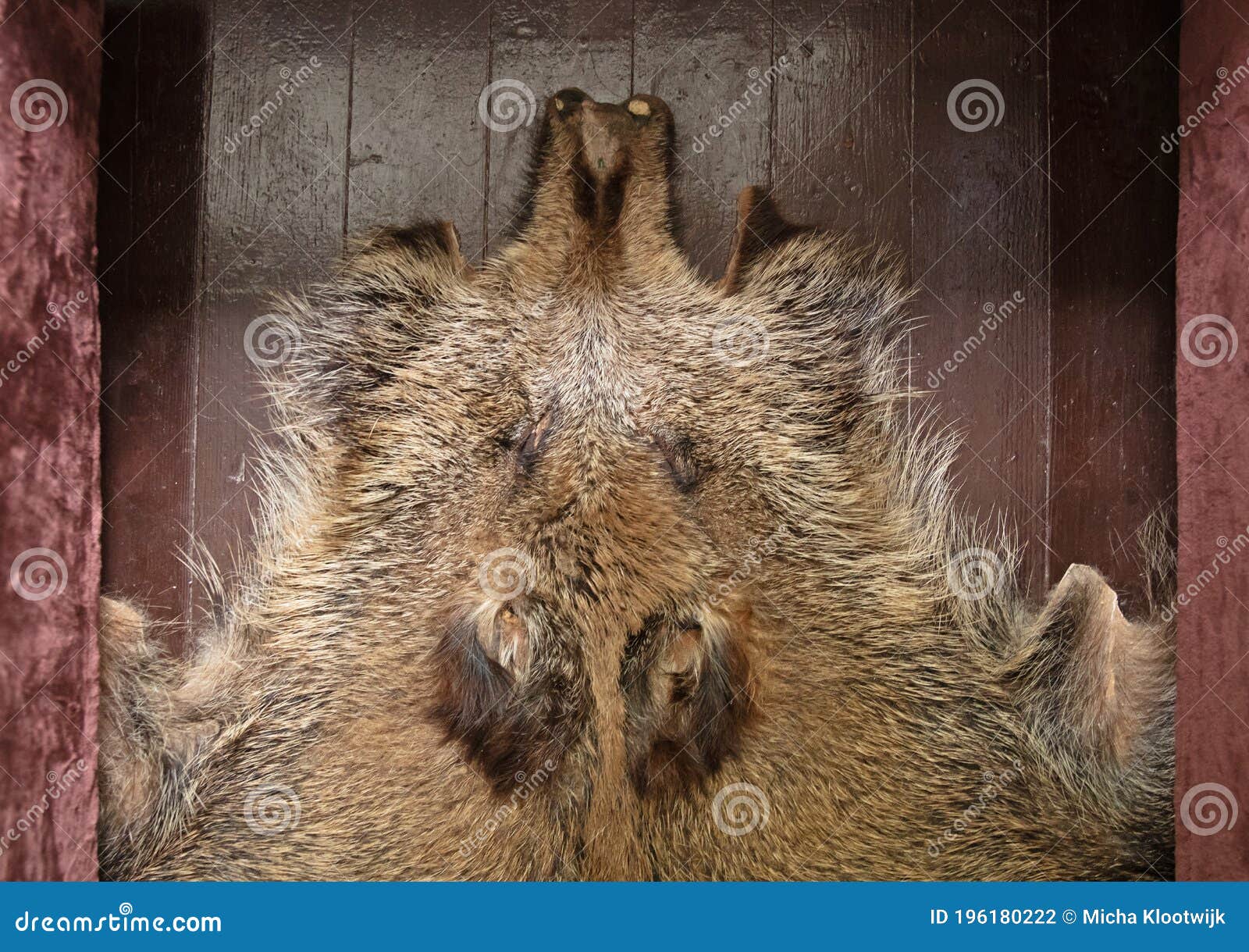 Wild Boar Pelt from Hunted Animal Stock Photo - Image of nature ...