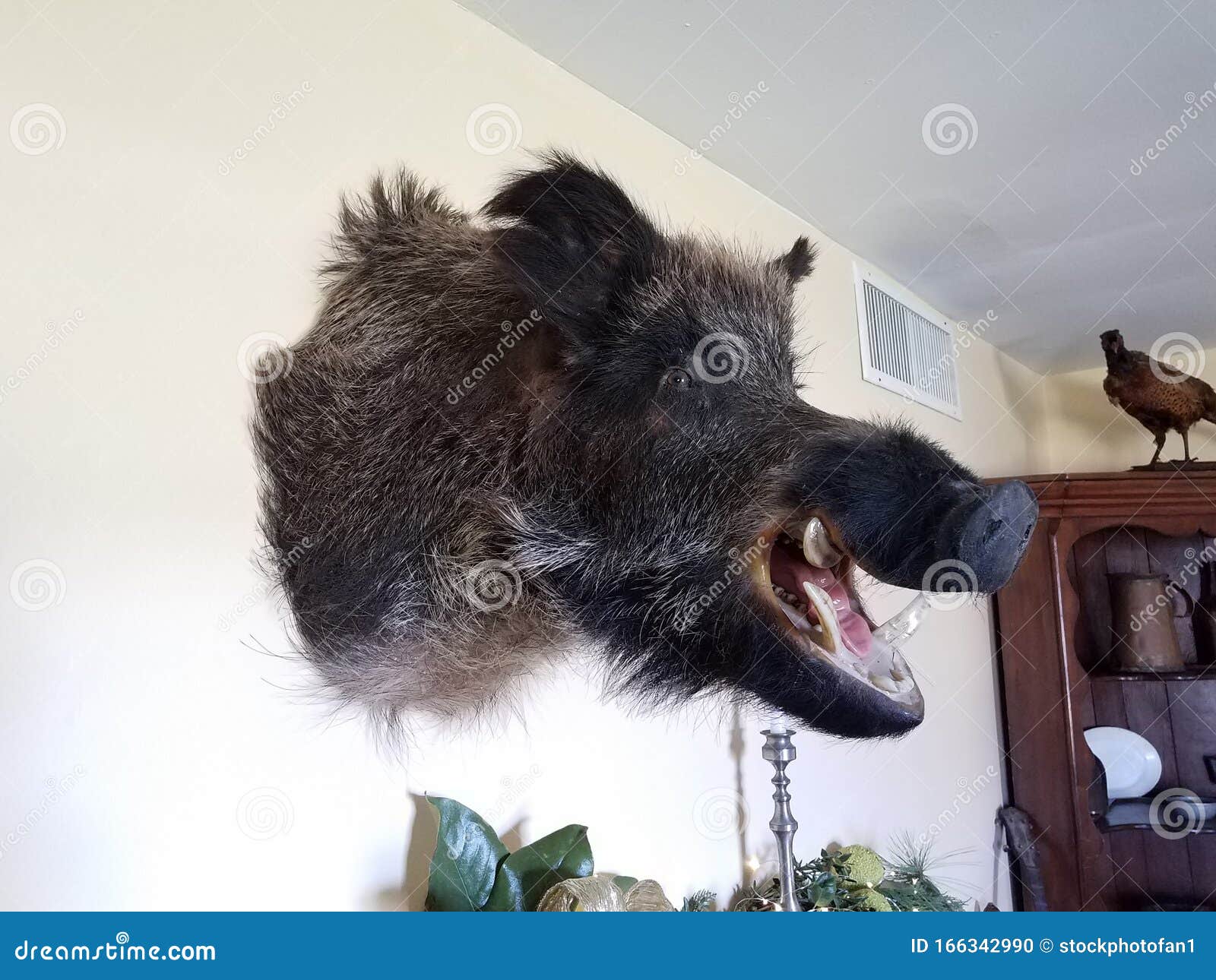 Wild Boar or Pig Head Mounted on Wall Stock Photo - Image of snout ...