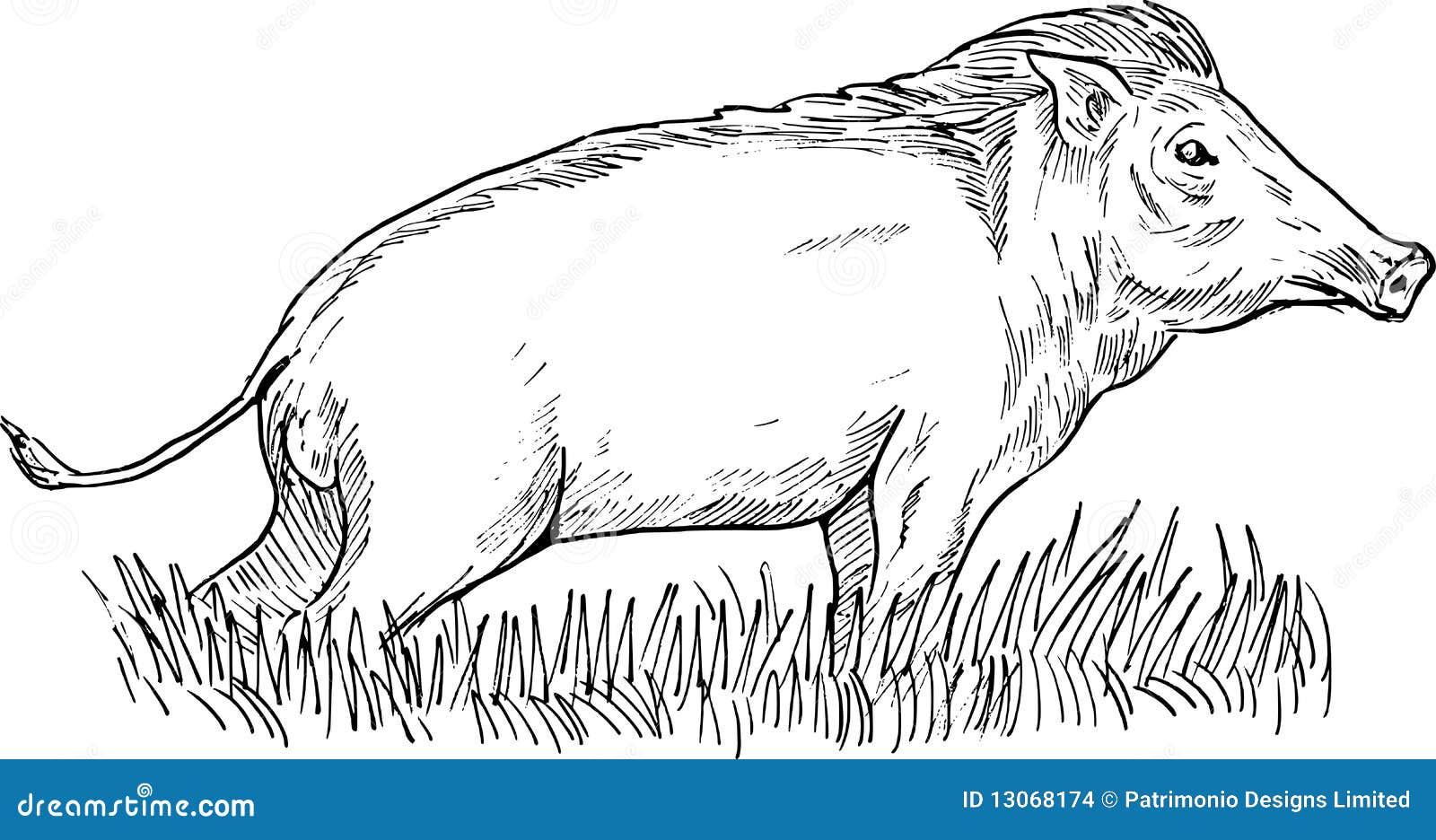 Wild Boar or Pig Hog Razorback Stock Vector - Illustration of wildlife ...