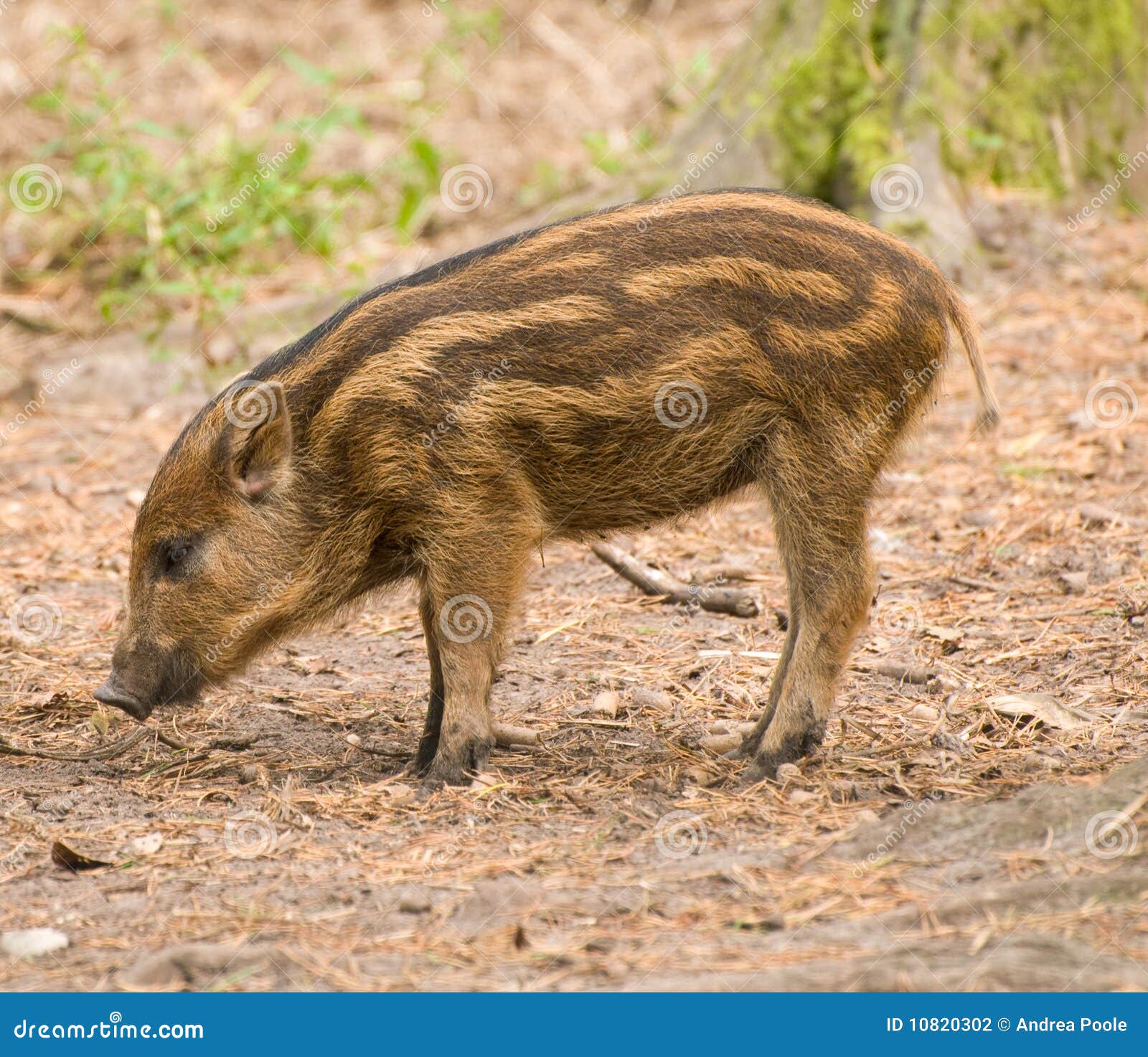 Wild Boar Piglet Stock Photography - Image: 10820302
