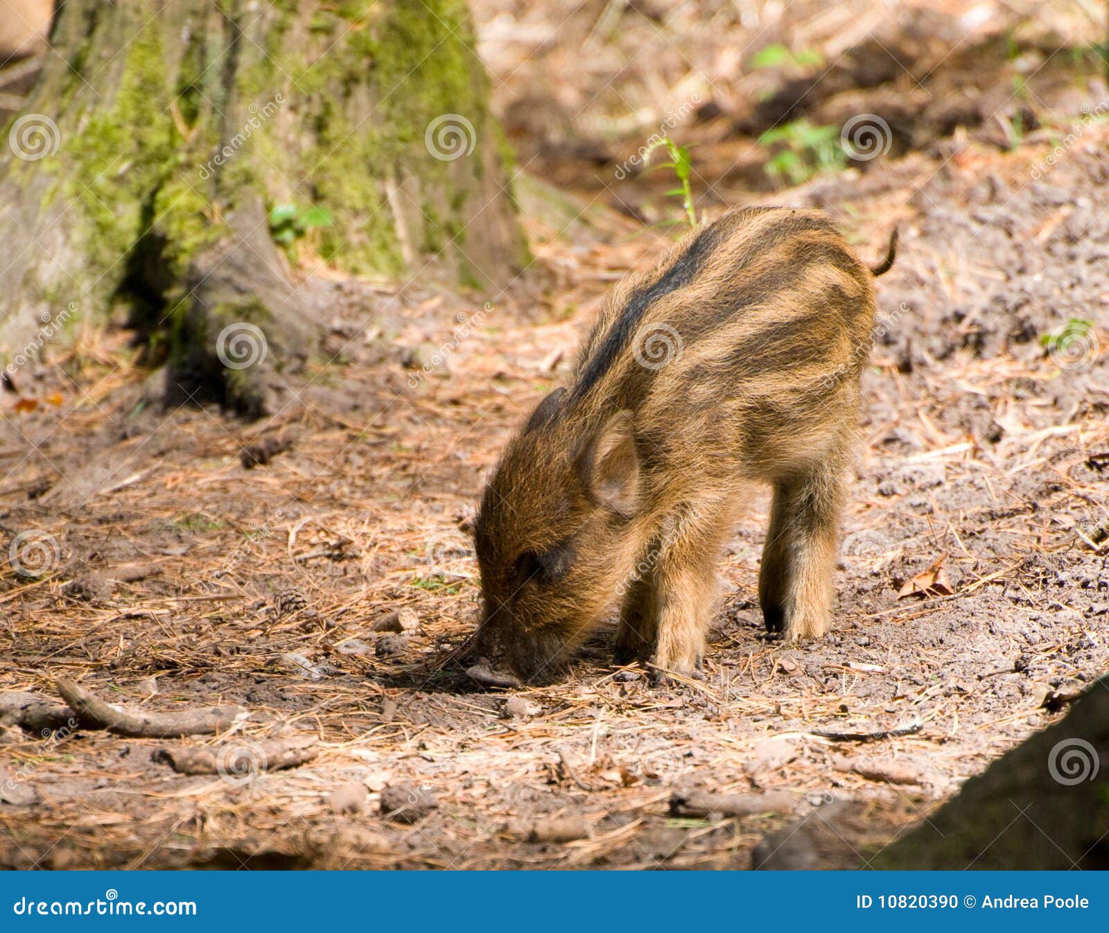 Wild Boar Piglet stock photo. Image of wildlife, mammal - 10820390