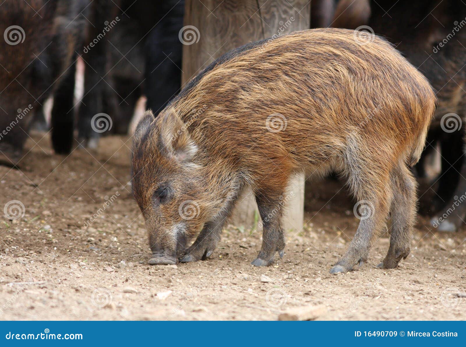 Wild-boar piglet stock image. Image of scrofa, mirceax - 16490709