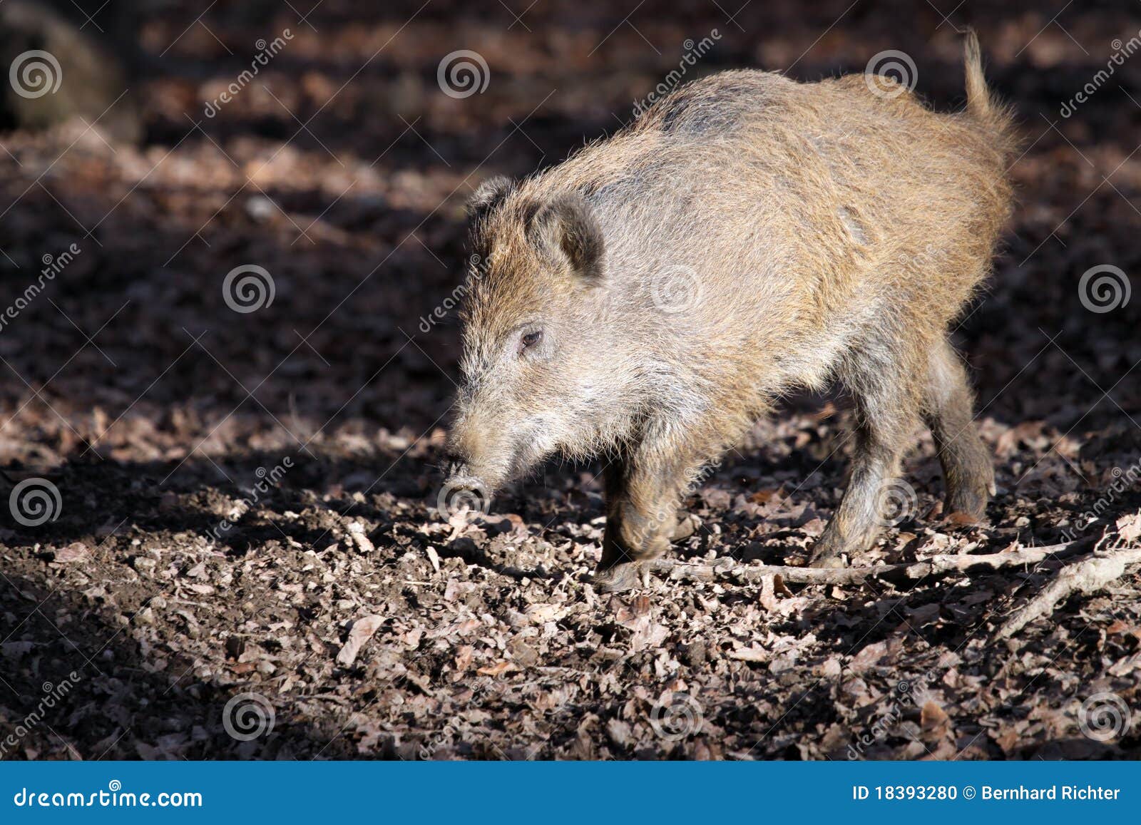 Wild Boar Piglet stock photo. Image of swine, outdoors - 18393280