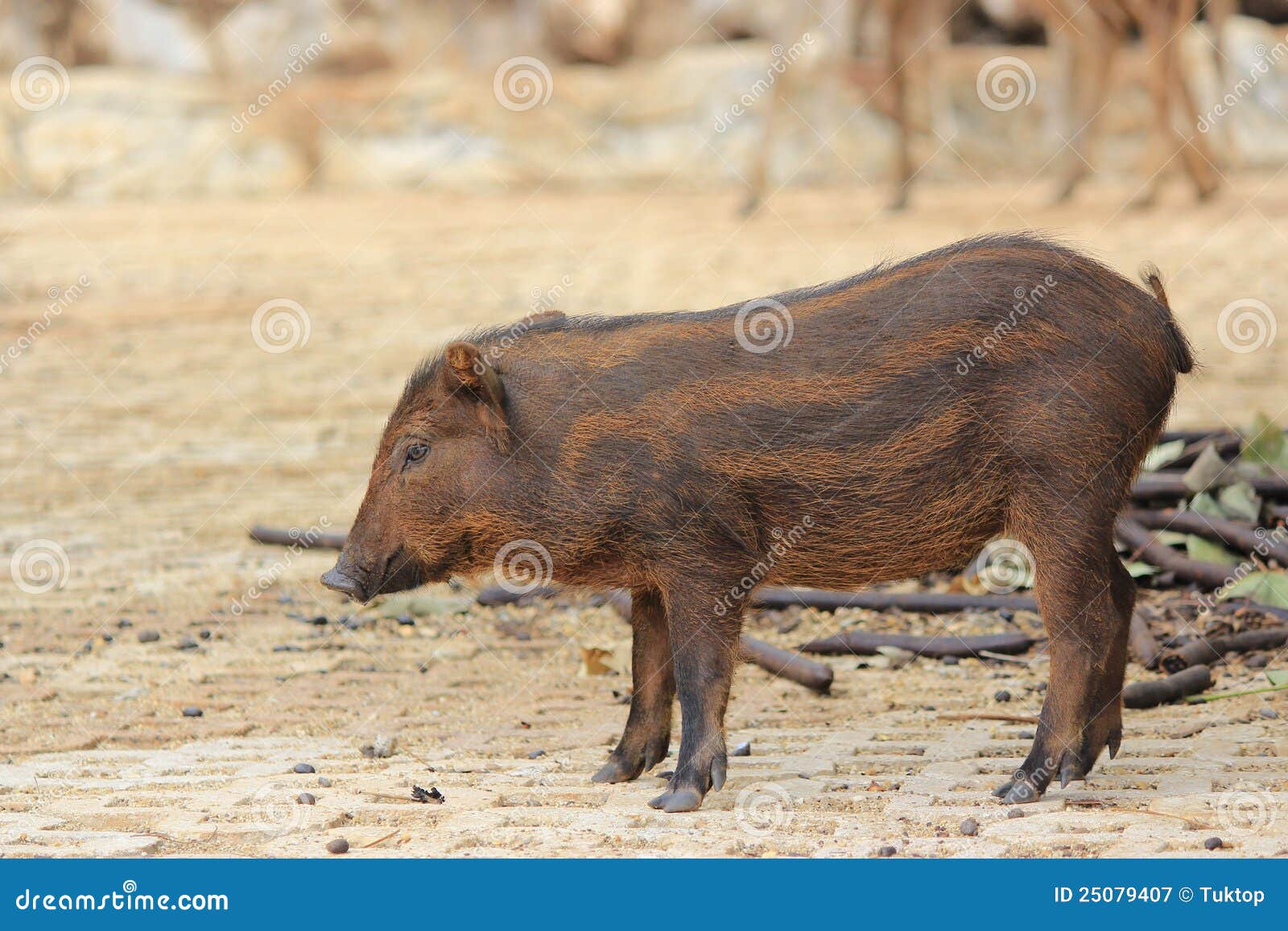 Wild Boar Piglet Royalty Free Stock Photography - Image: 25079407