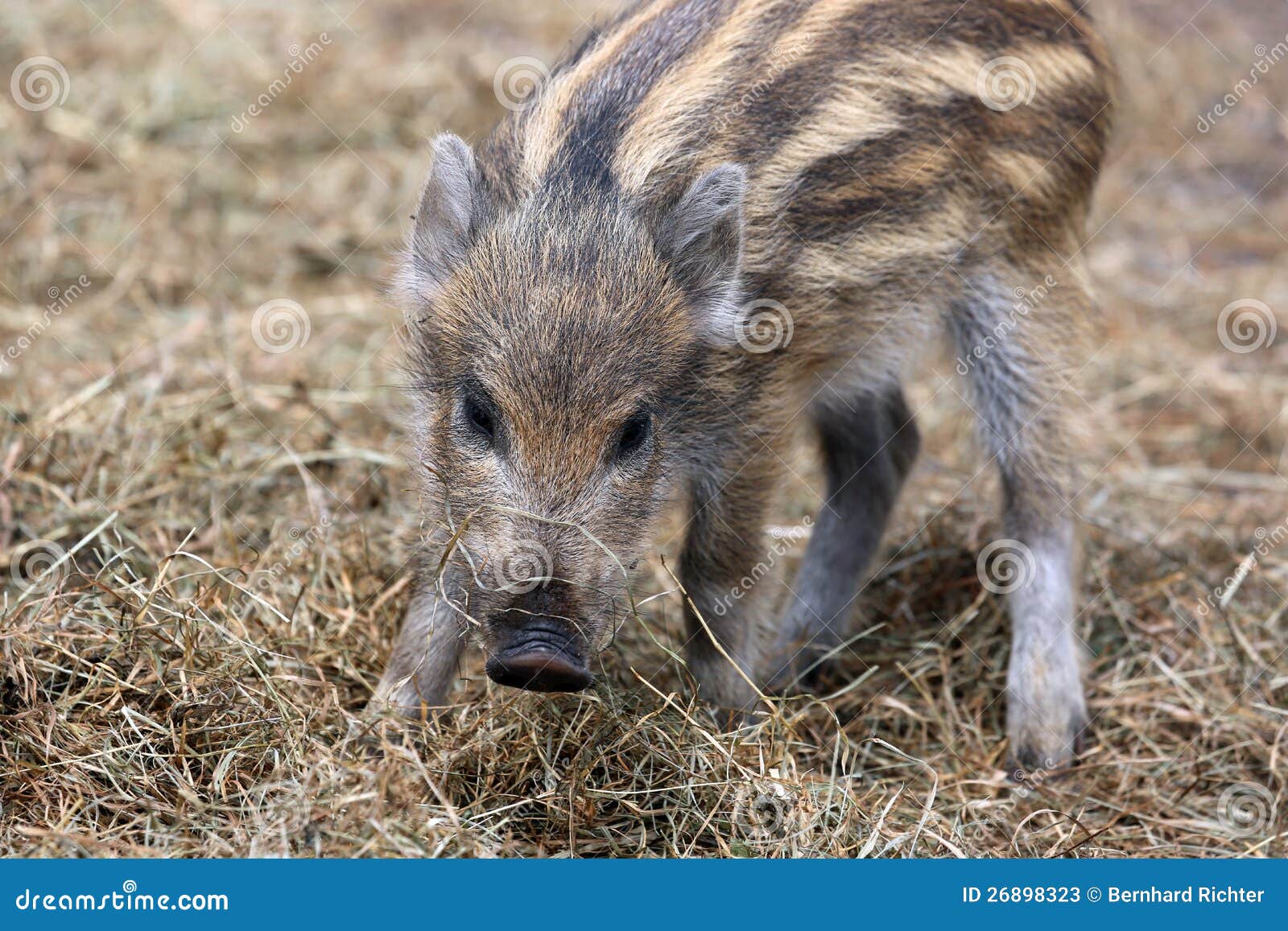 Wild Boar Piglet stock image. Image of young, root, beast - 26898323