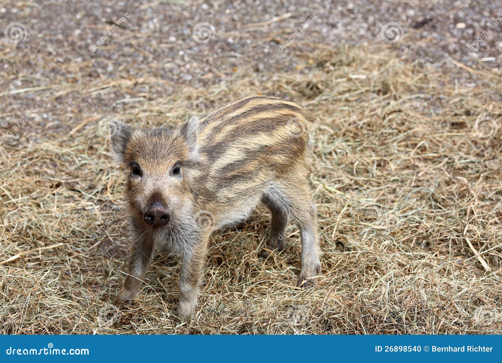 Wild Boar Piglet stock photo. Image of captivity, piglets - 26898540