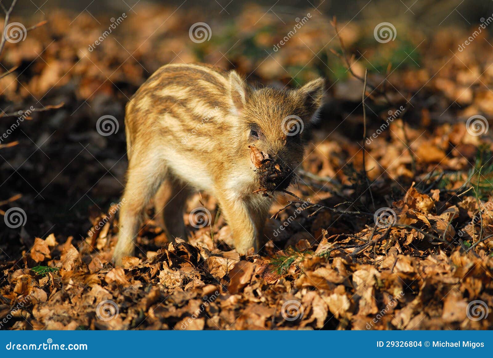Wild boar, piglet stock photo. Image of wilderness, common - 29326804