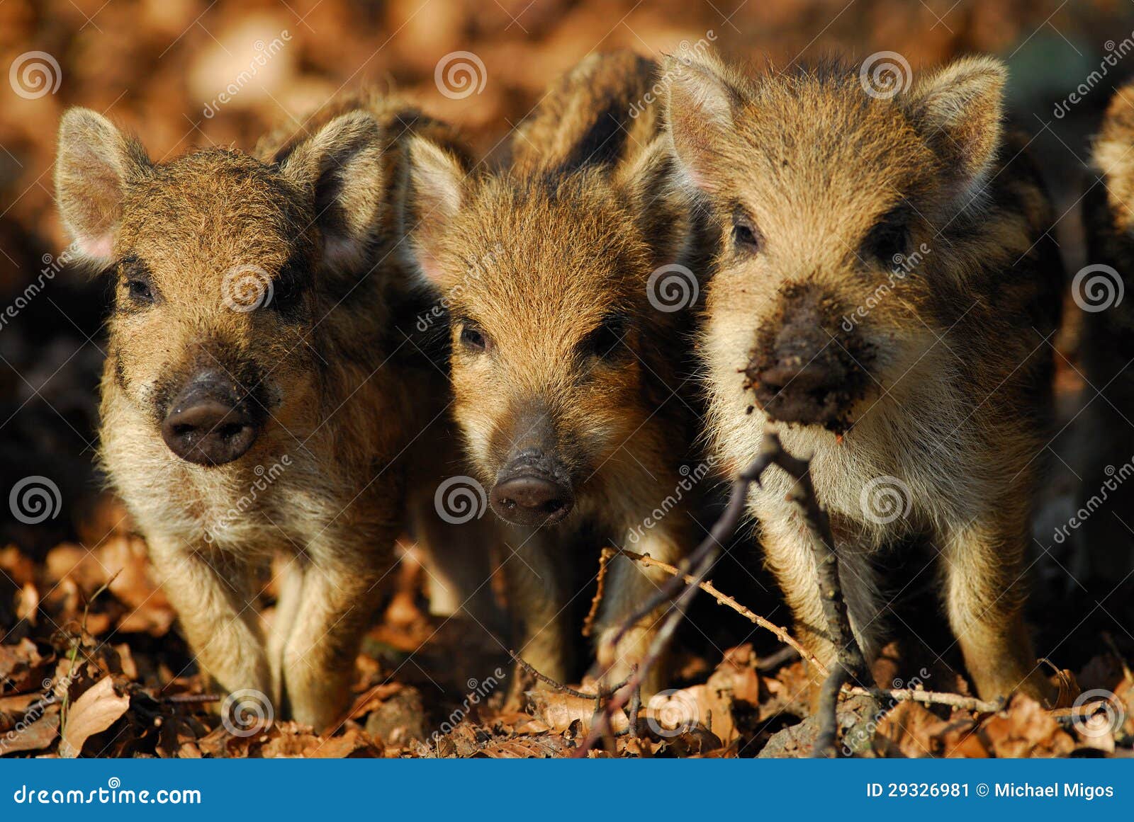 Wild boar, piglet stock image. Image of susscrofa, boar - 29326981
