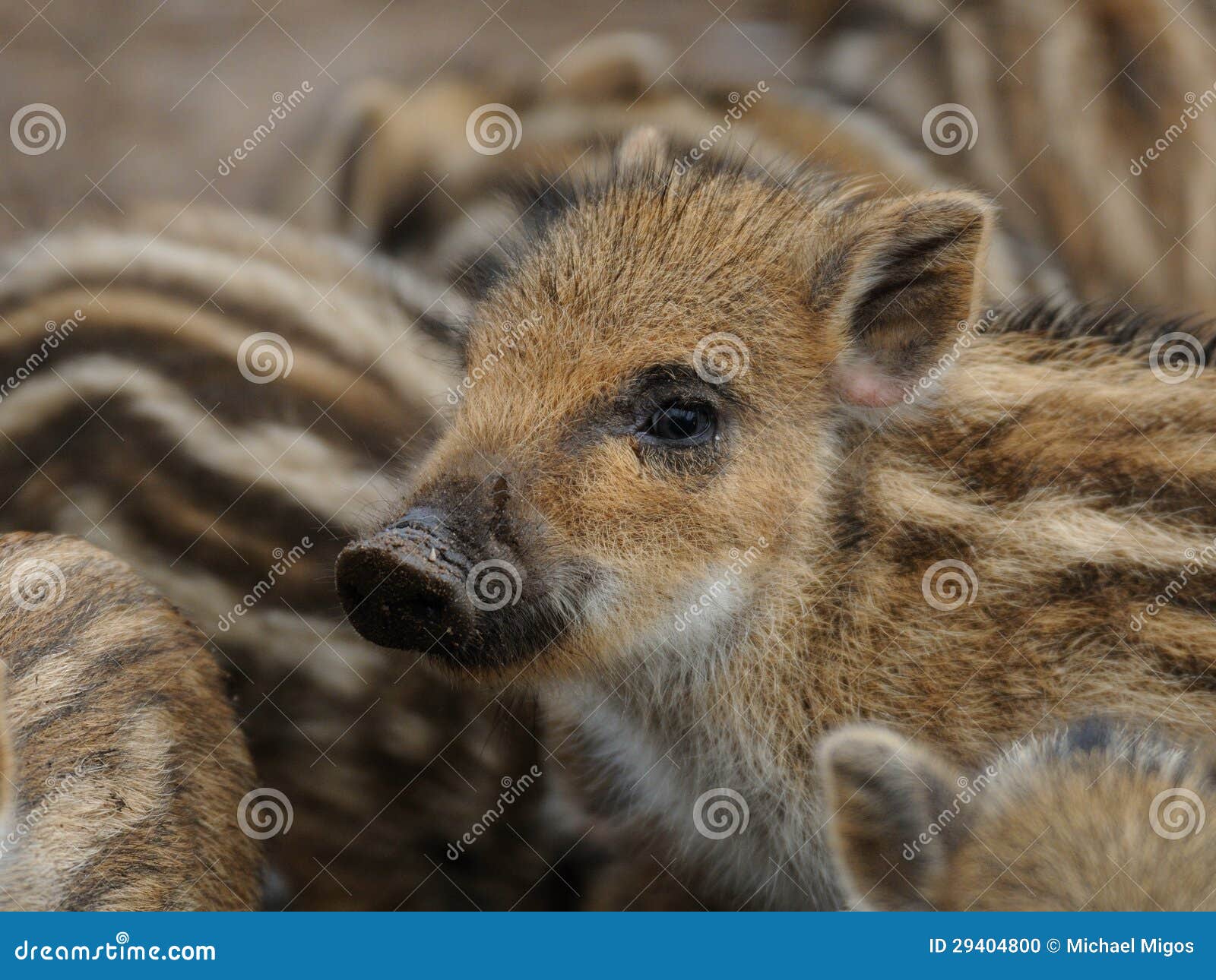Wild boar piglet stock photo. Image of boar, hunting - 29404800