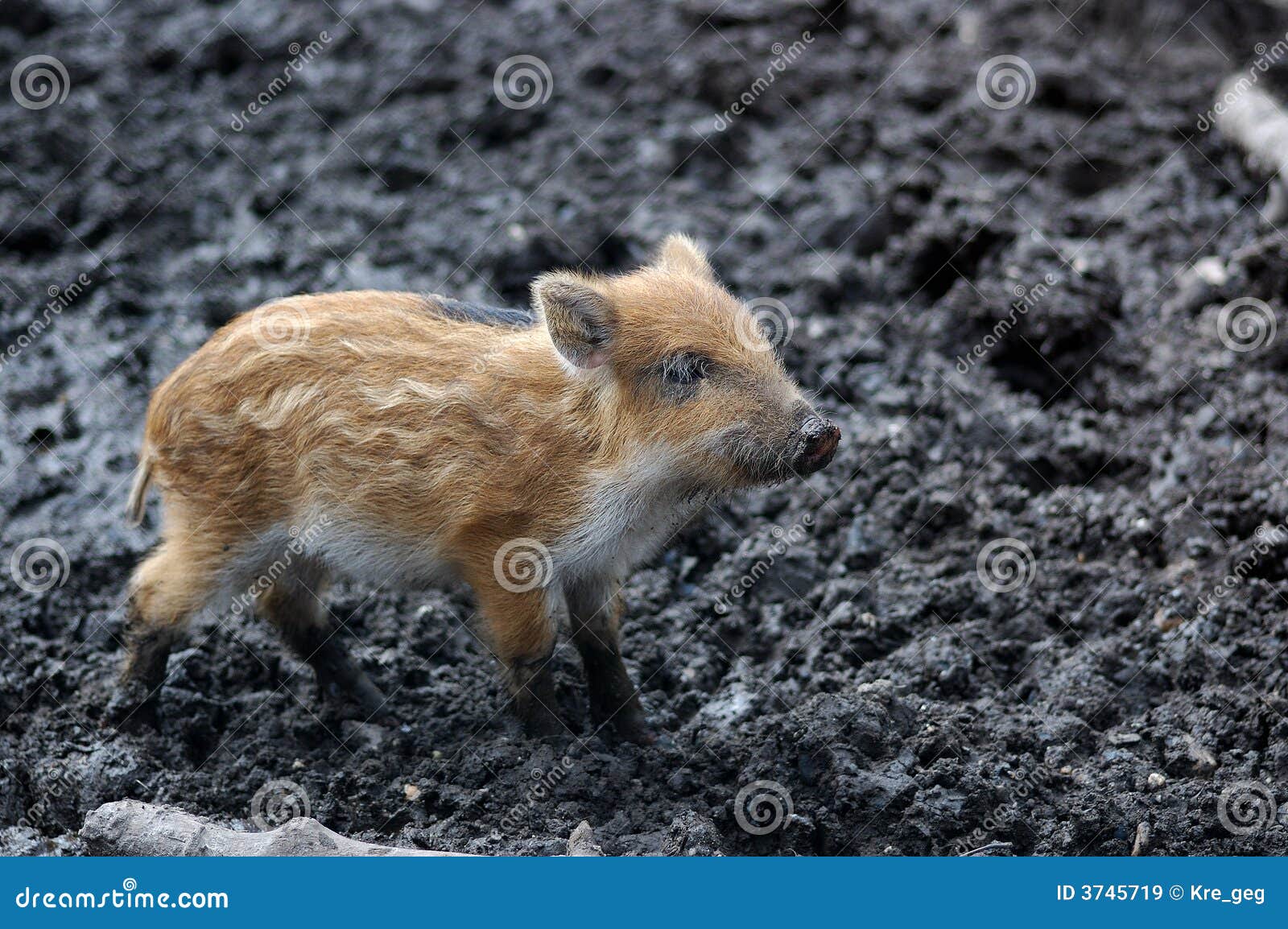 Wild boar piglet stock image. Image of piglet, hairy, vertebrates - 3745719
