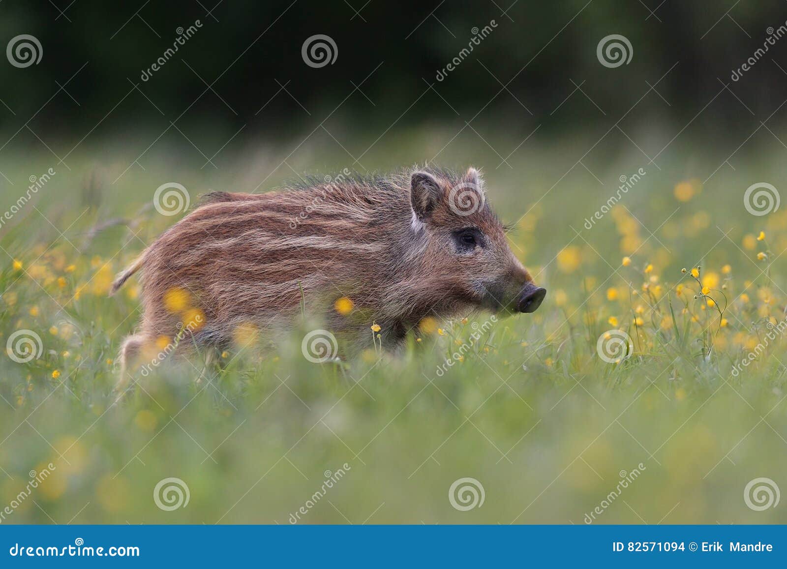 Wild boar piglet stock photo. Image of flowers, brave - 82571094
