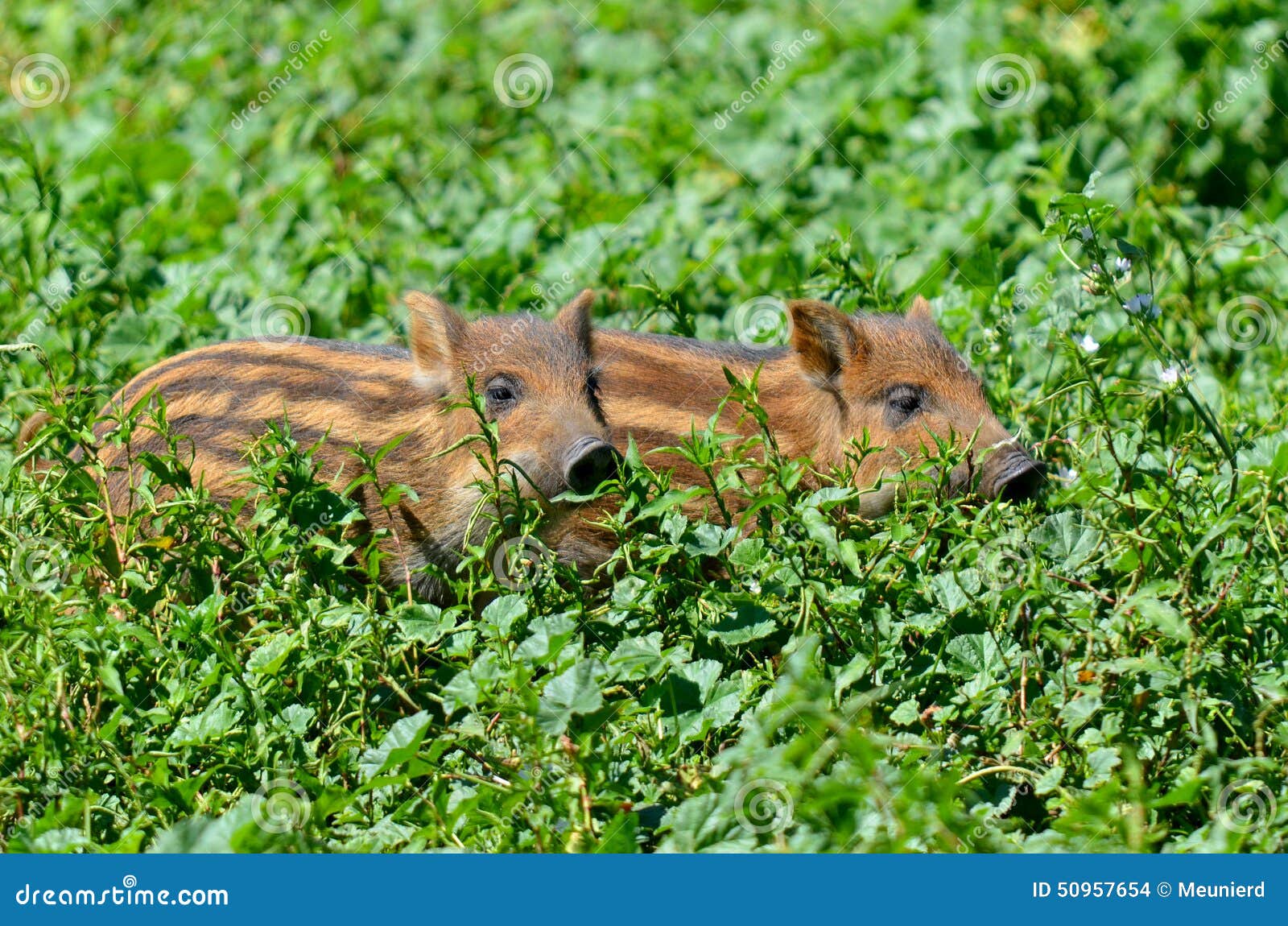 Wild boar piglet stock photo. Image of black, bushy, omnivores - 50957654