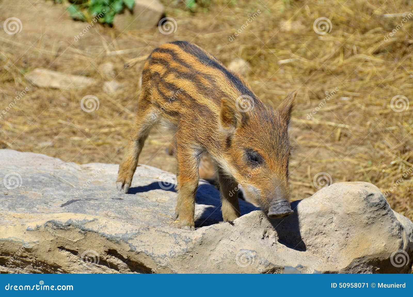 Wild boar piglet stock image. Image of animal, outside - 50958071