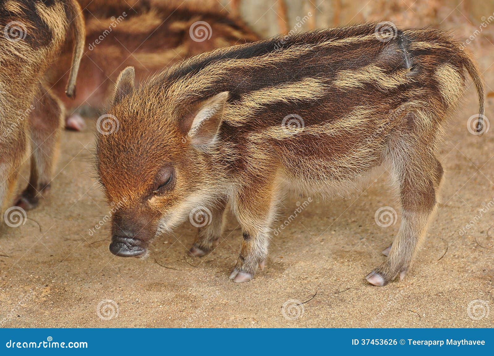 Wild boar piglet stock photo. Image of boar, wild, brown - 37453626