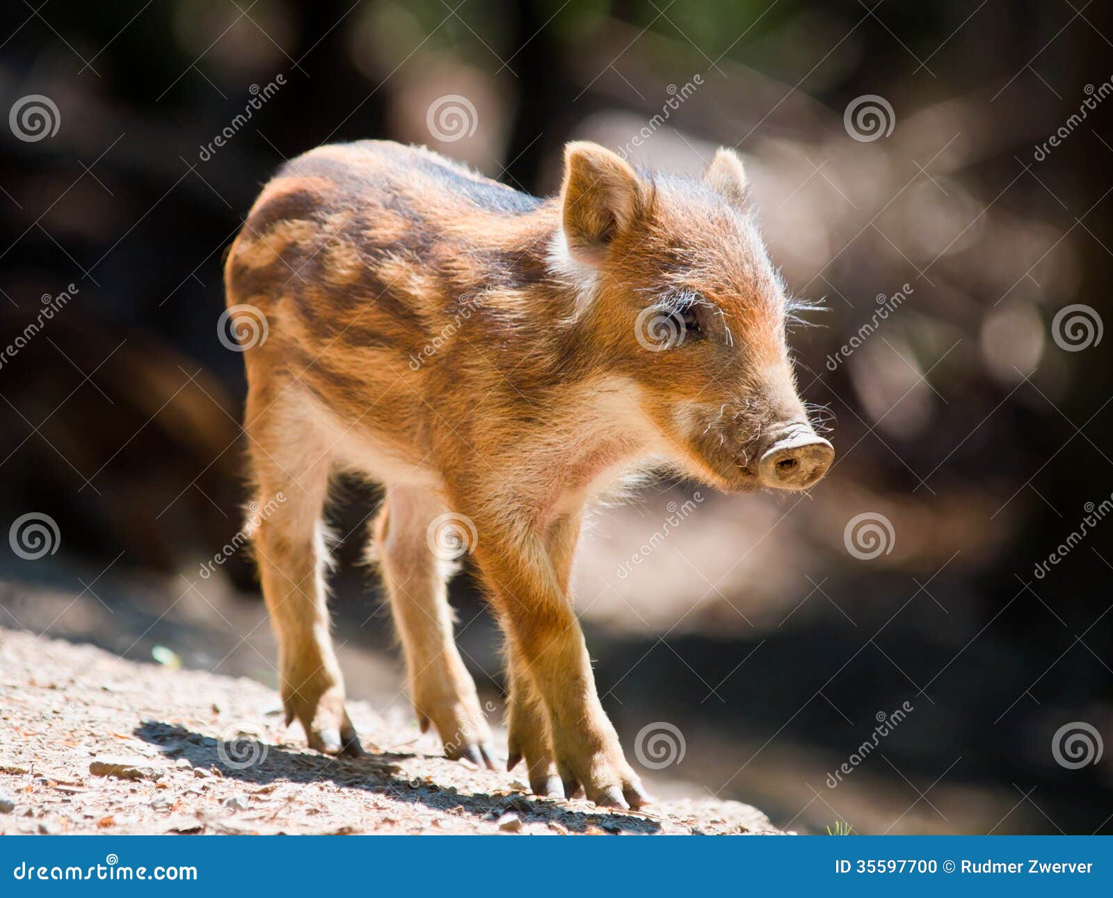 Wild boar piglet stock photo. Image of natural, ecology - 35597700