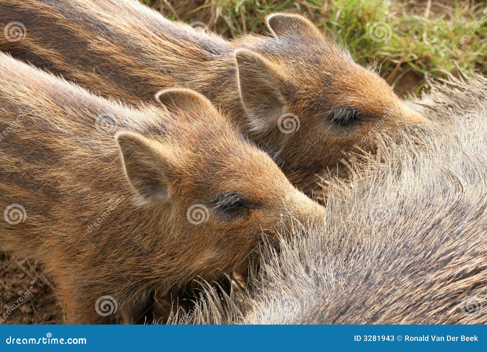 Wild boar piglets stock image. Image of feeding, farm - 3281943