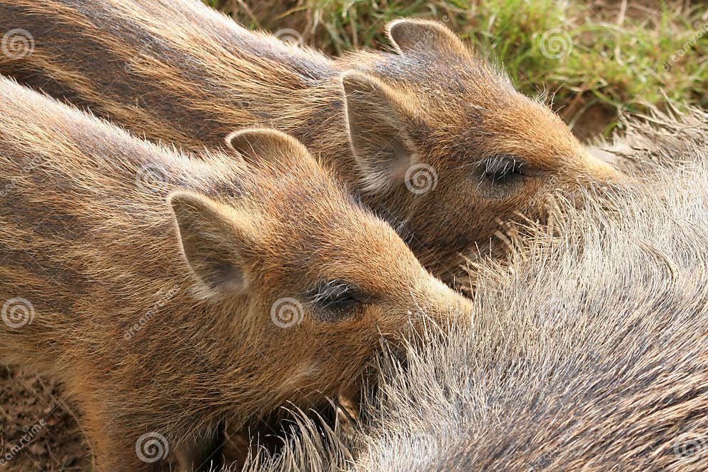 Wild boar piglets stock image. Image of feeding, farm - 3281943