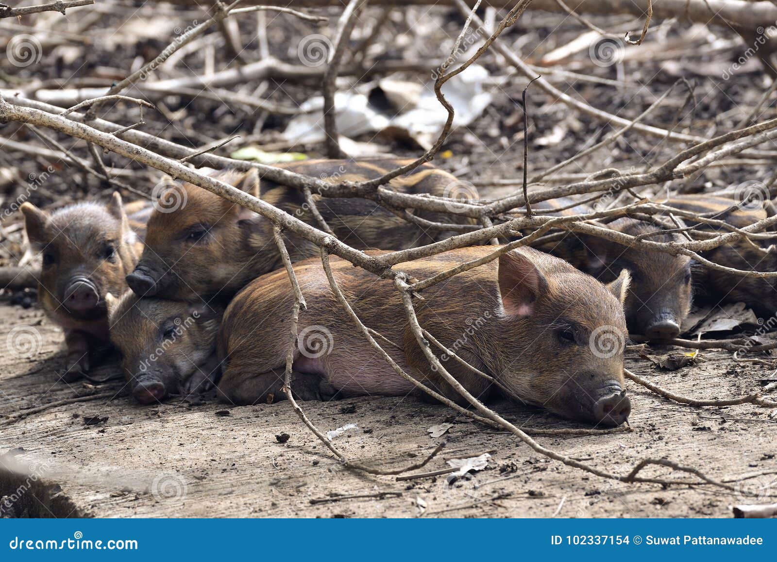 Wild boar piglets stock photo. Image of animals, close - 102337154