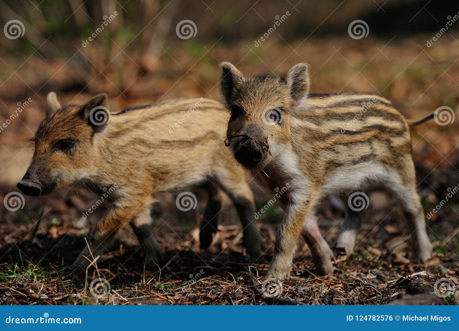 Wild Boar Piglets in the Forest, Spring Stock Photo - Image of little ...