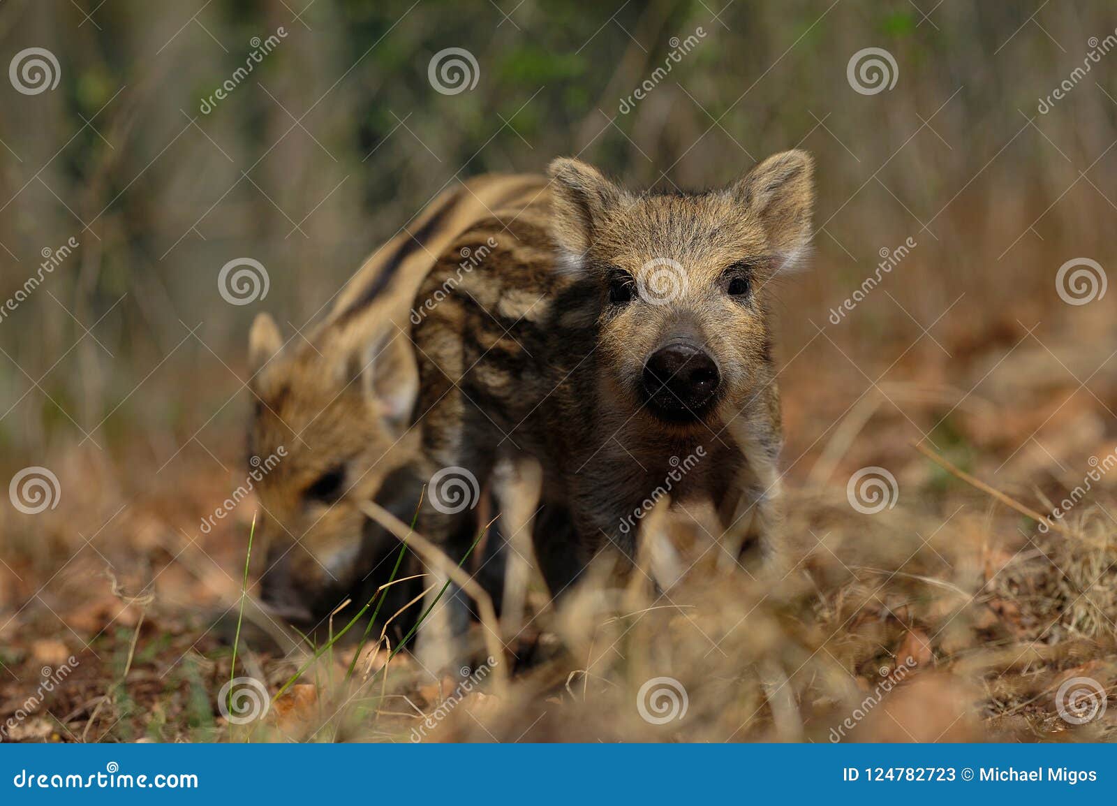 Wild Boar Piglets in the Forest, Spring Stock Image - Image of forest ...