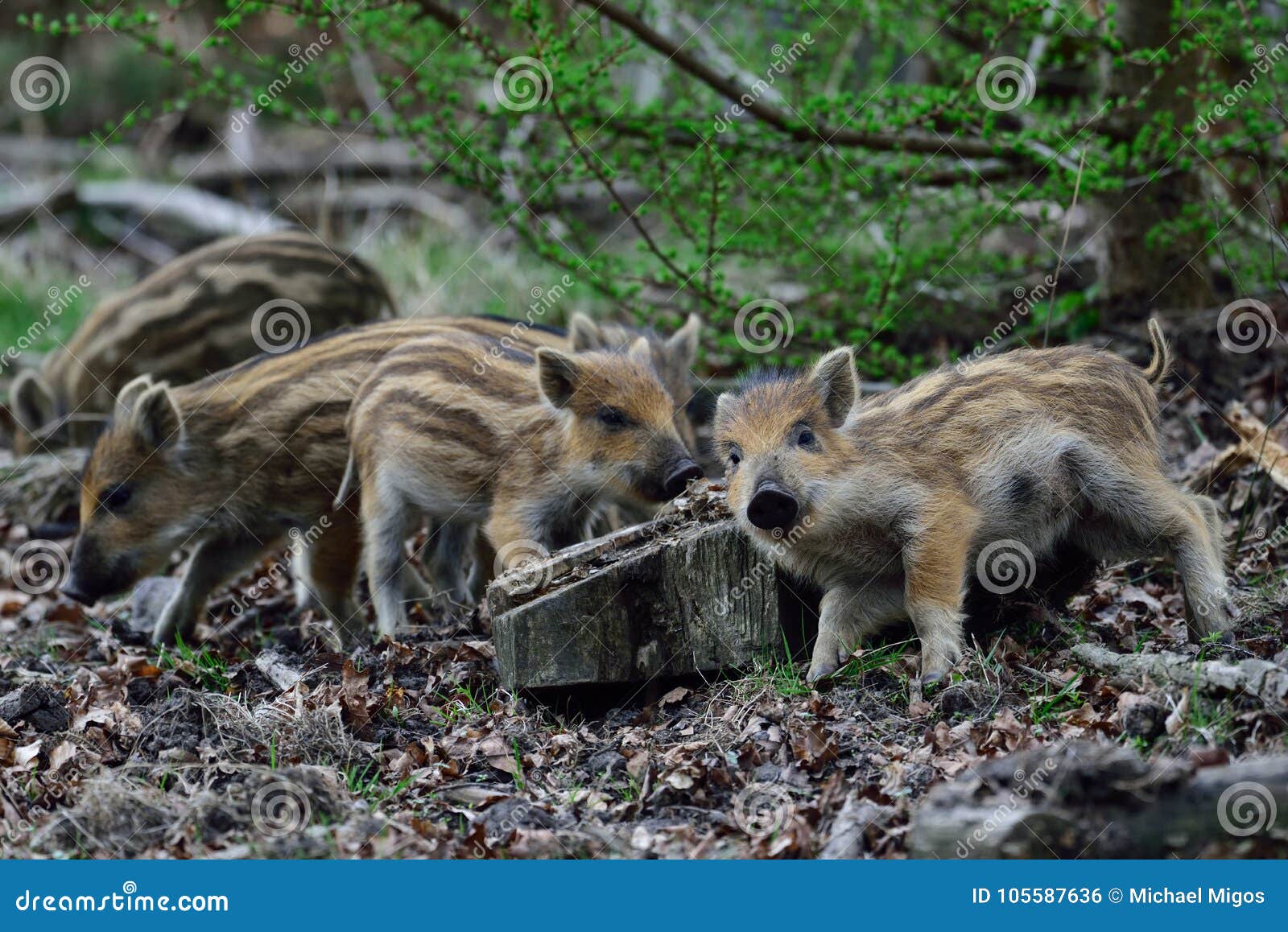 Wild Boar Piglets in the Forest, Spring Stock Photo - Image of play ...