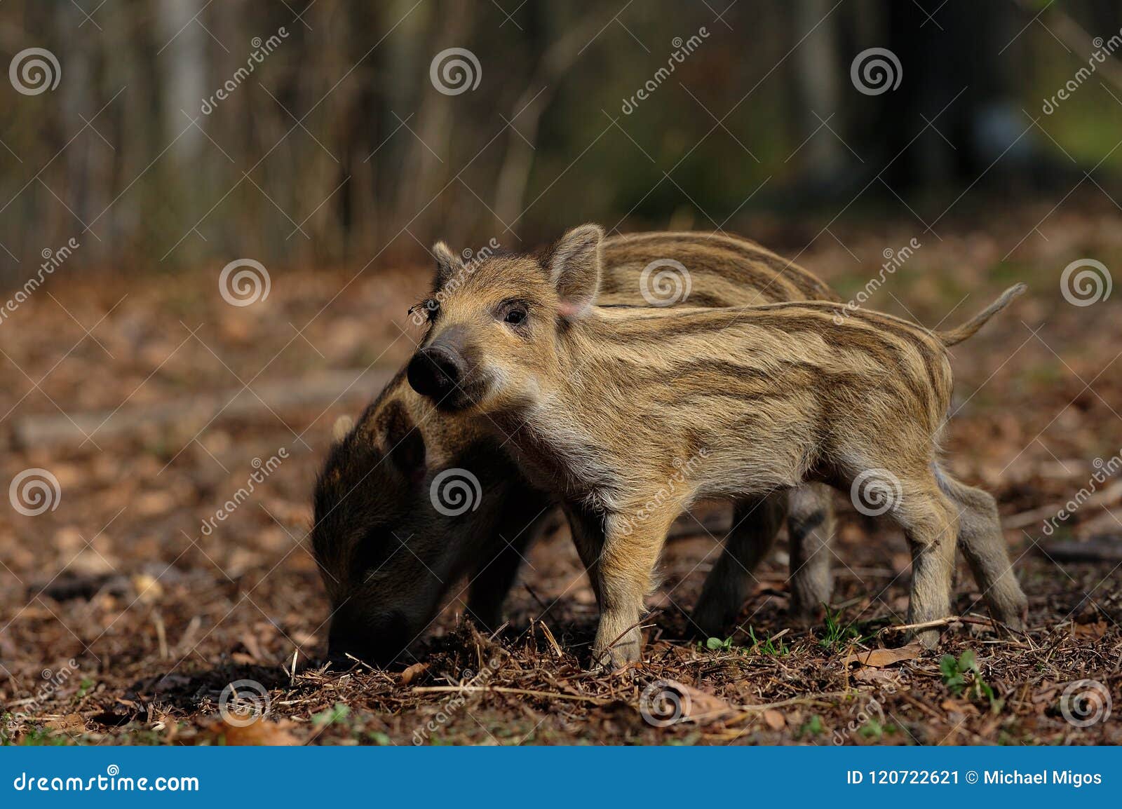 Wild Boar Piglets in the Forest, Spring Stock Image - Image of looking ...